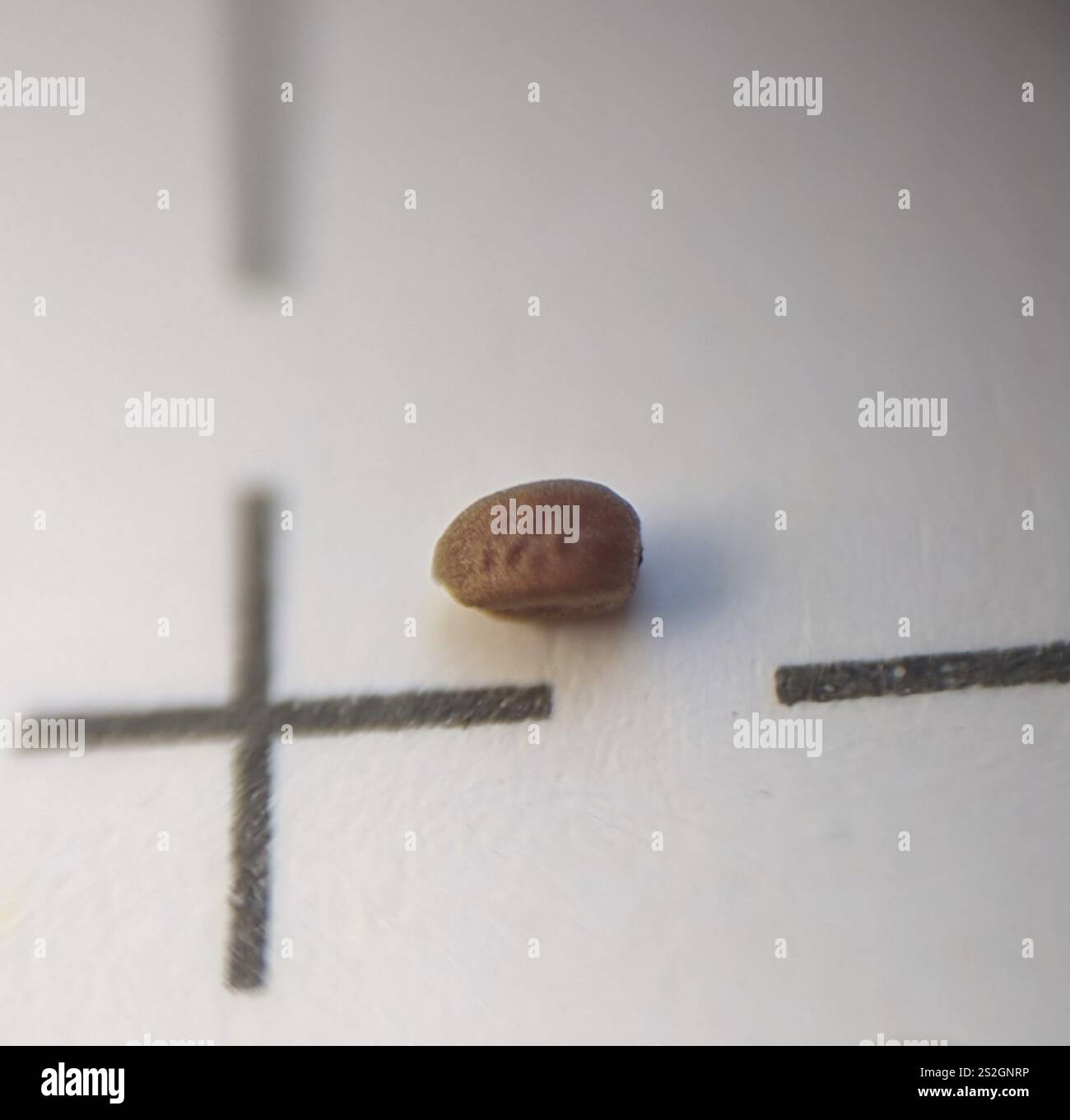 limestone sandmat (Euphorbia blodgettii Stock Photo - Alamy