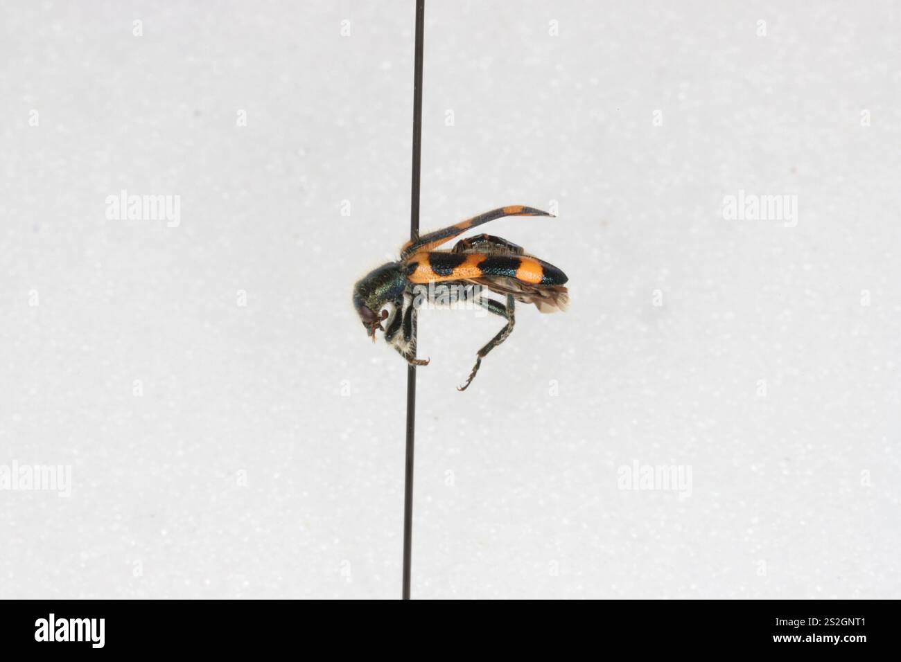 Red-blue Checkered Beetle (Trichodes nuttalli Stock Photo - Alamy