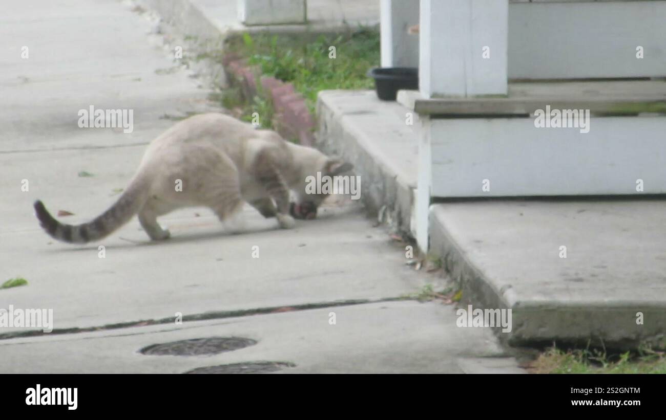 Eastern Mole (Scalopus aquaticus Stock Photo - Alamy