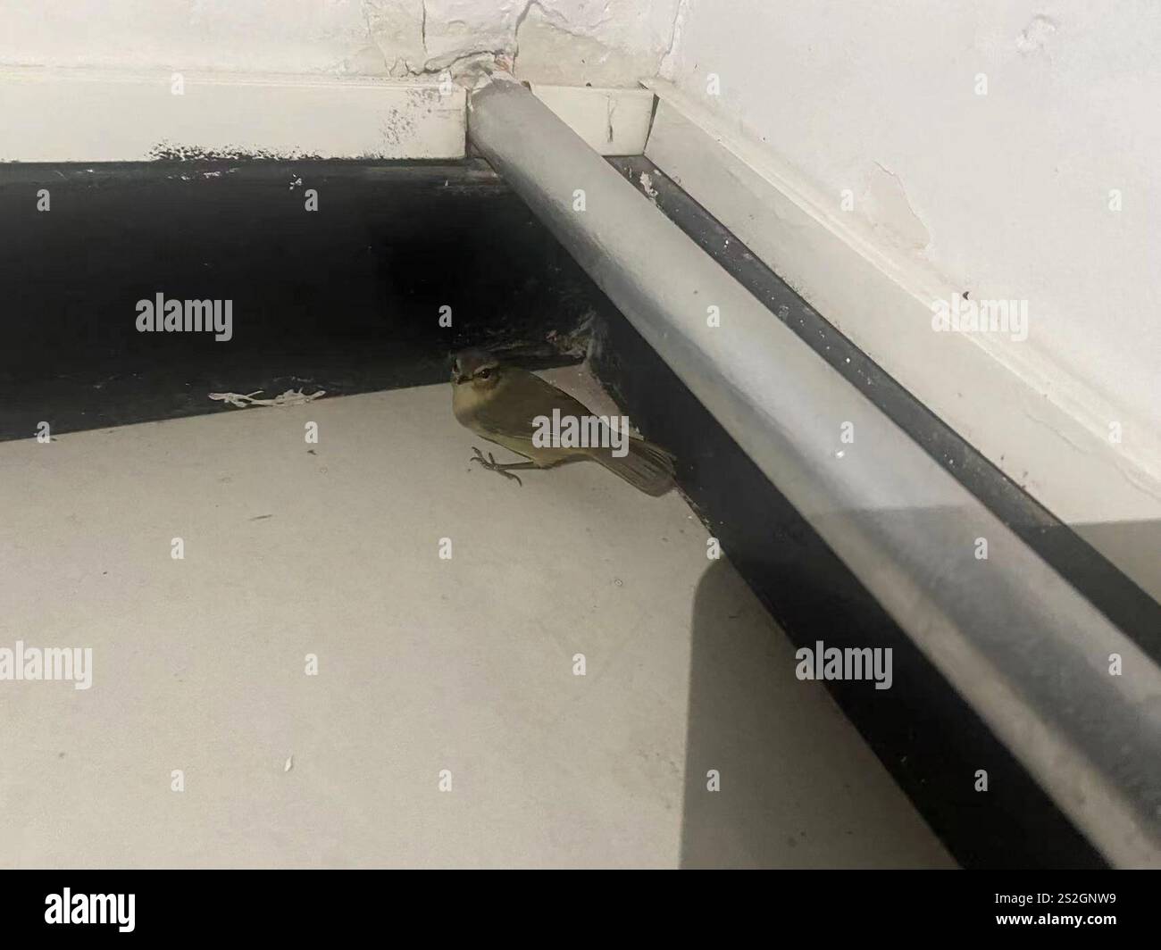 Dusky Warbler (Phylloscopus fuscatus Stock Photo - Alamy