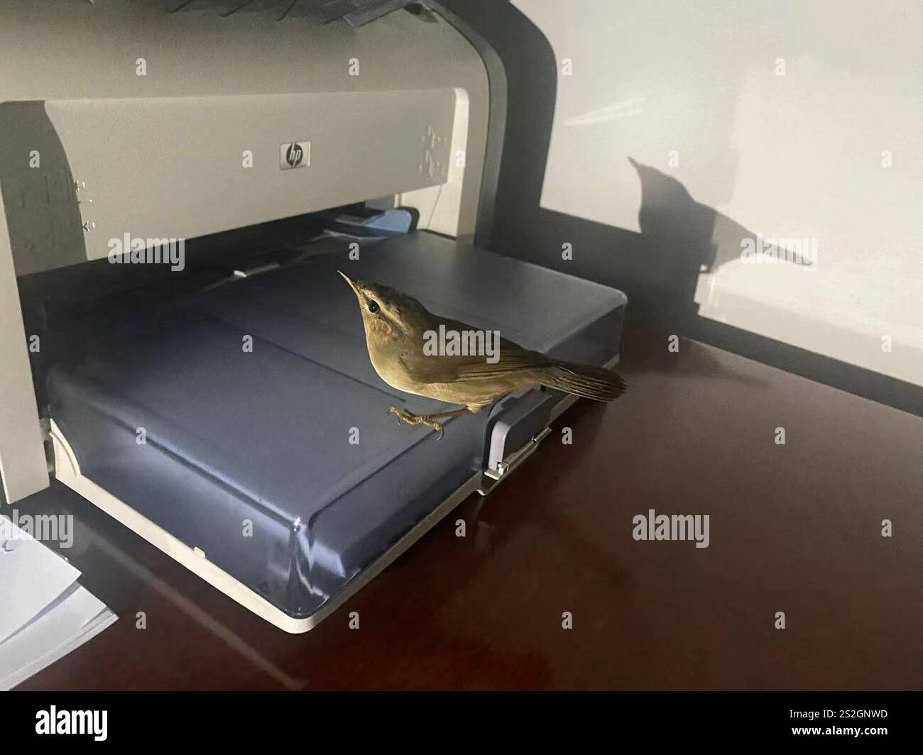 Dusky Warbler (Phylloscopus fuscatus Stock Photo - Alamy