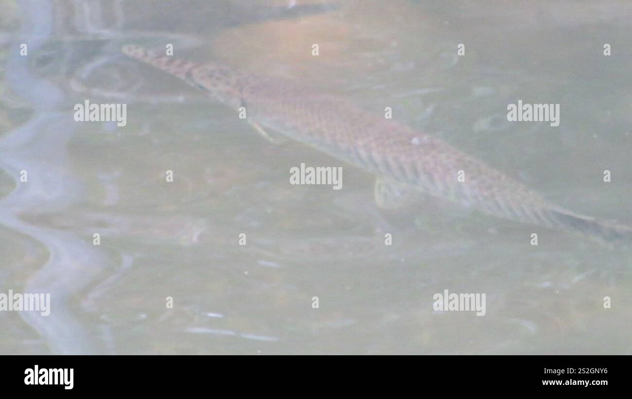 Florida Gar (Lepisosteus platyrhincus Stock Photo - Alamy