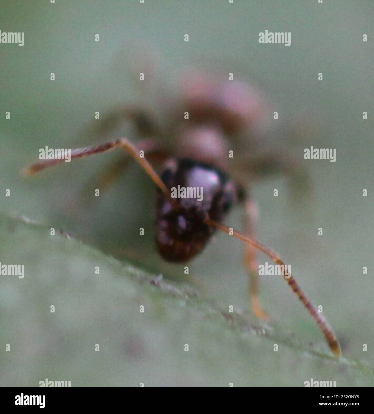 Invasive Garden Ant (Lasius neglectus Stock Photo - Alamy