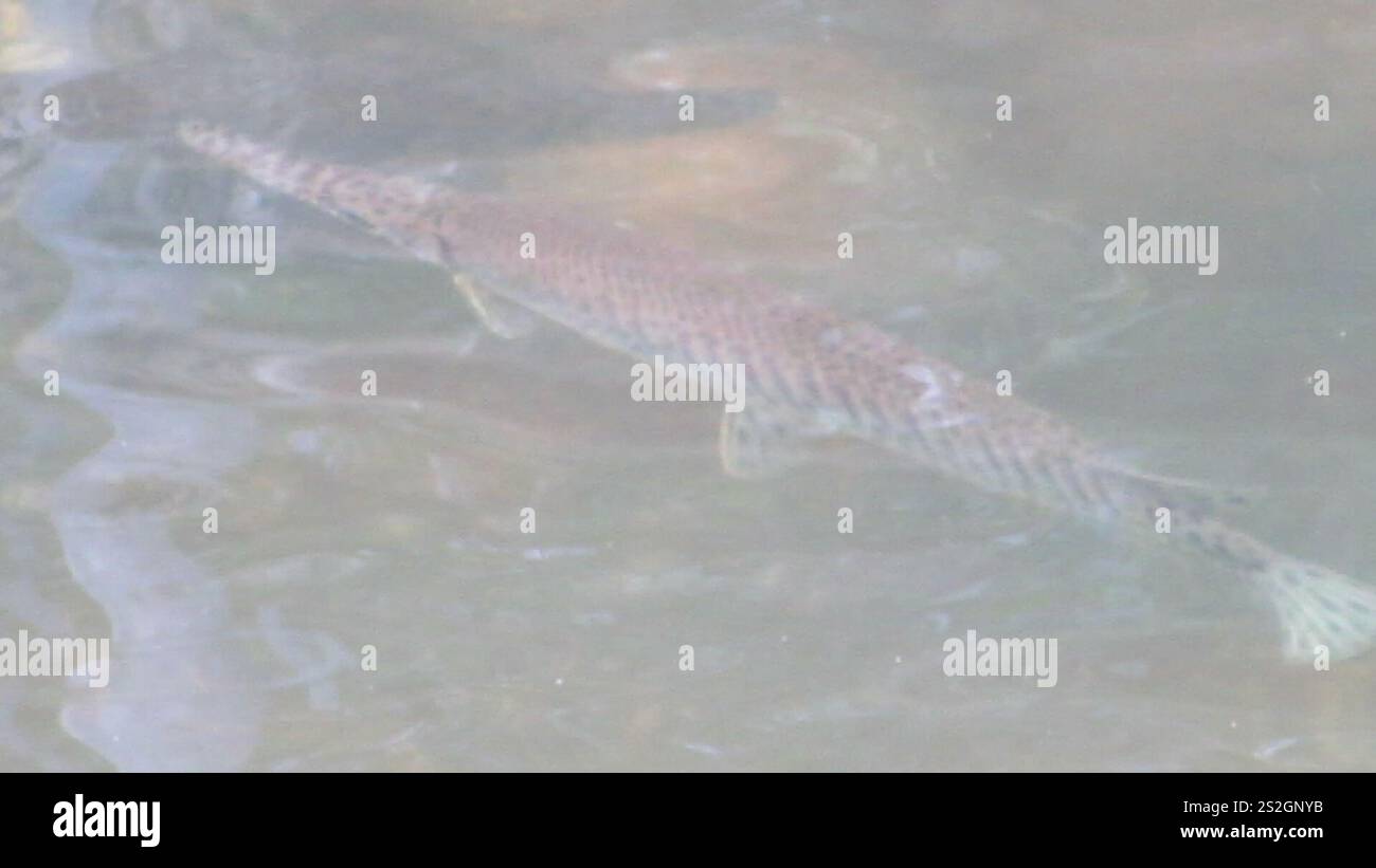 Florida Gar (Lepisosteus platyrhincus Stock Photo - Alamy