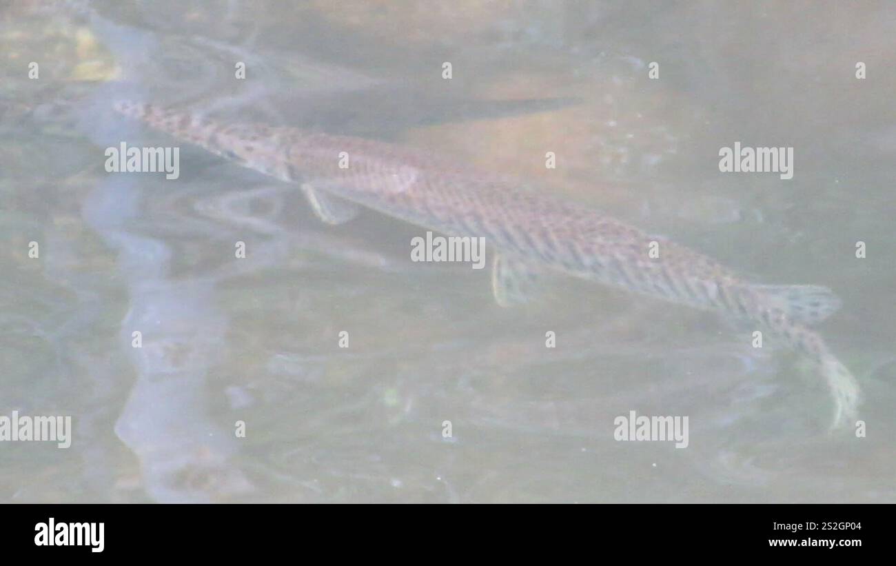 Florida Gar (Lepisosteus platyrhincus Stock Photo - Alamy