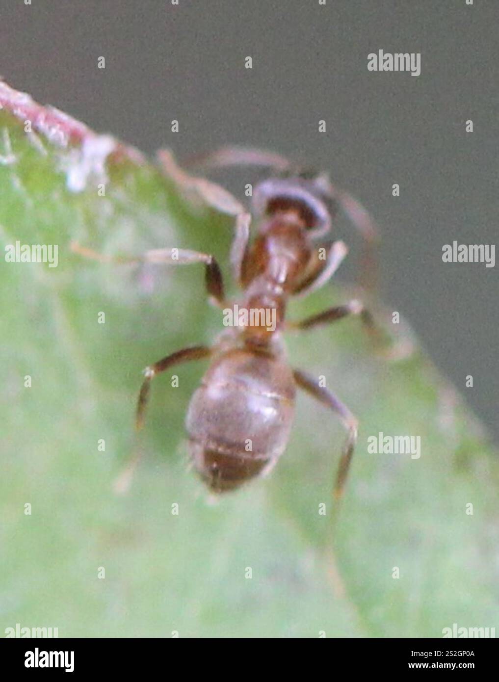 Invasive Garden Ant (Lasius neglectus Stock Photo - Alamy