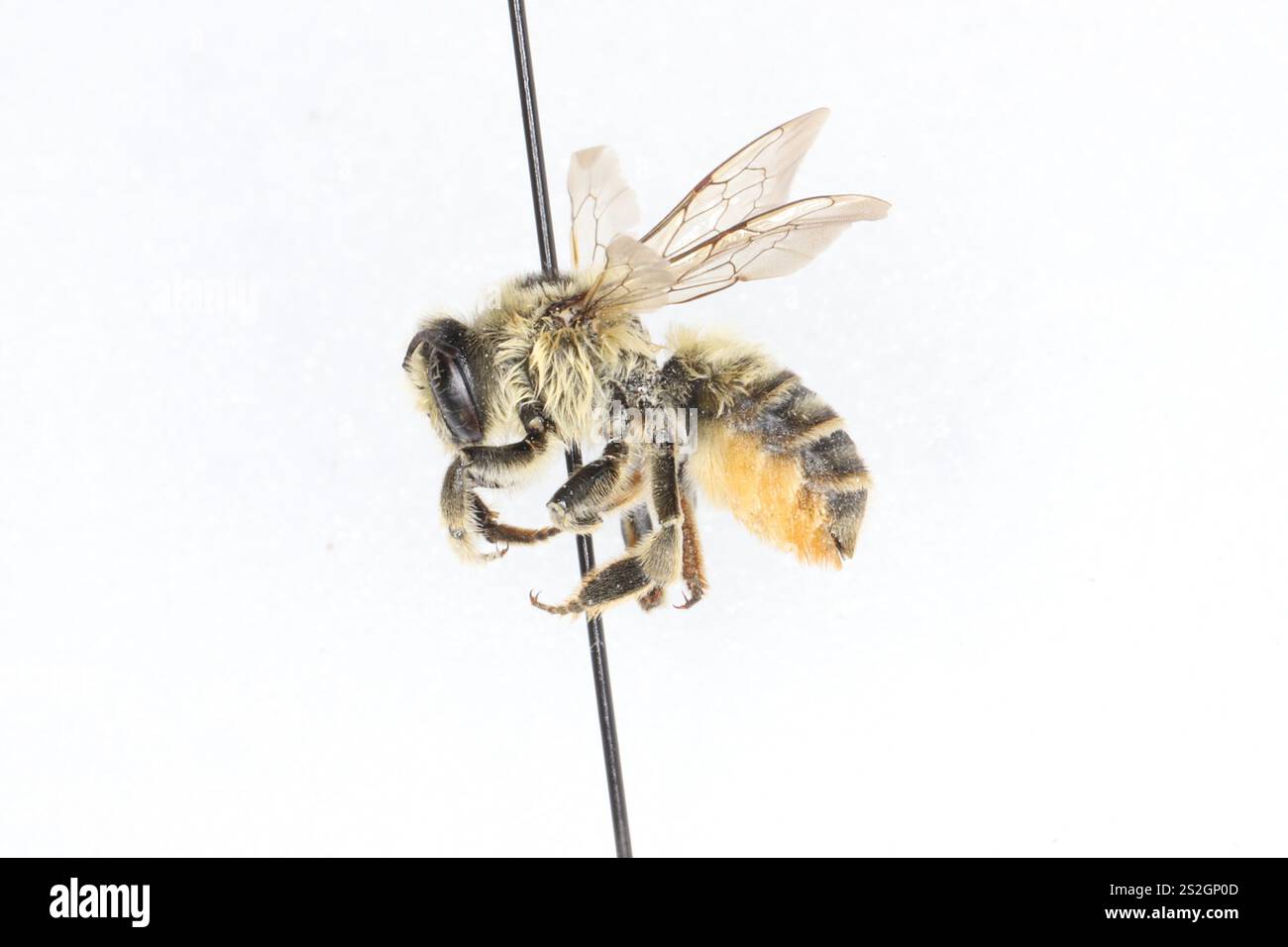 broad-handed leafcutter bee (Megachile latimanus Stock Photo - Alamy