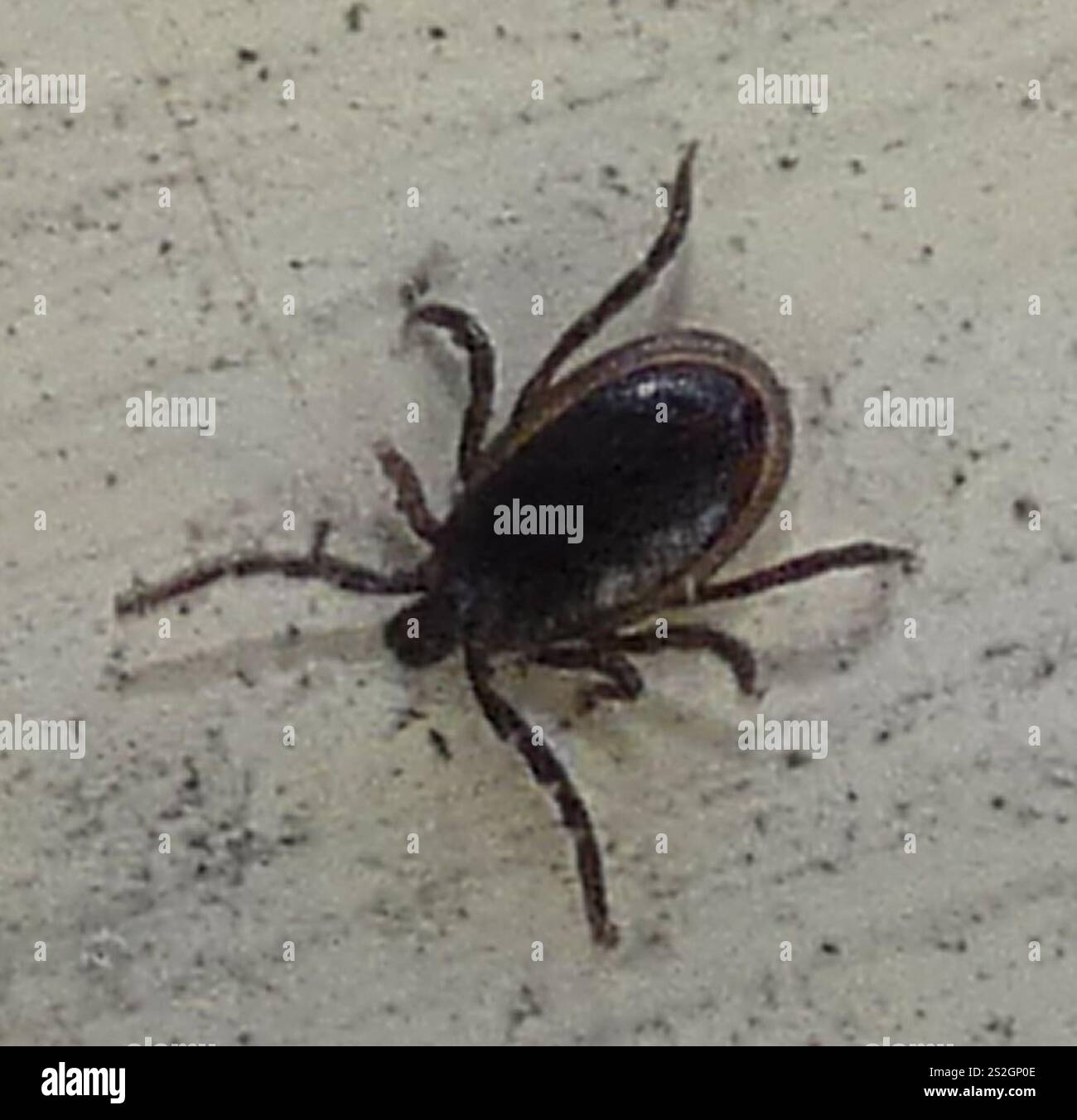 Eastern Black-legged Tick (Ixodes scapularis Stock Photo - Alamy