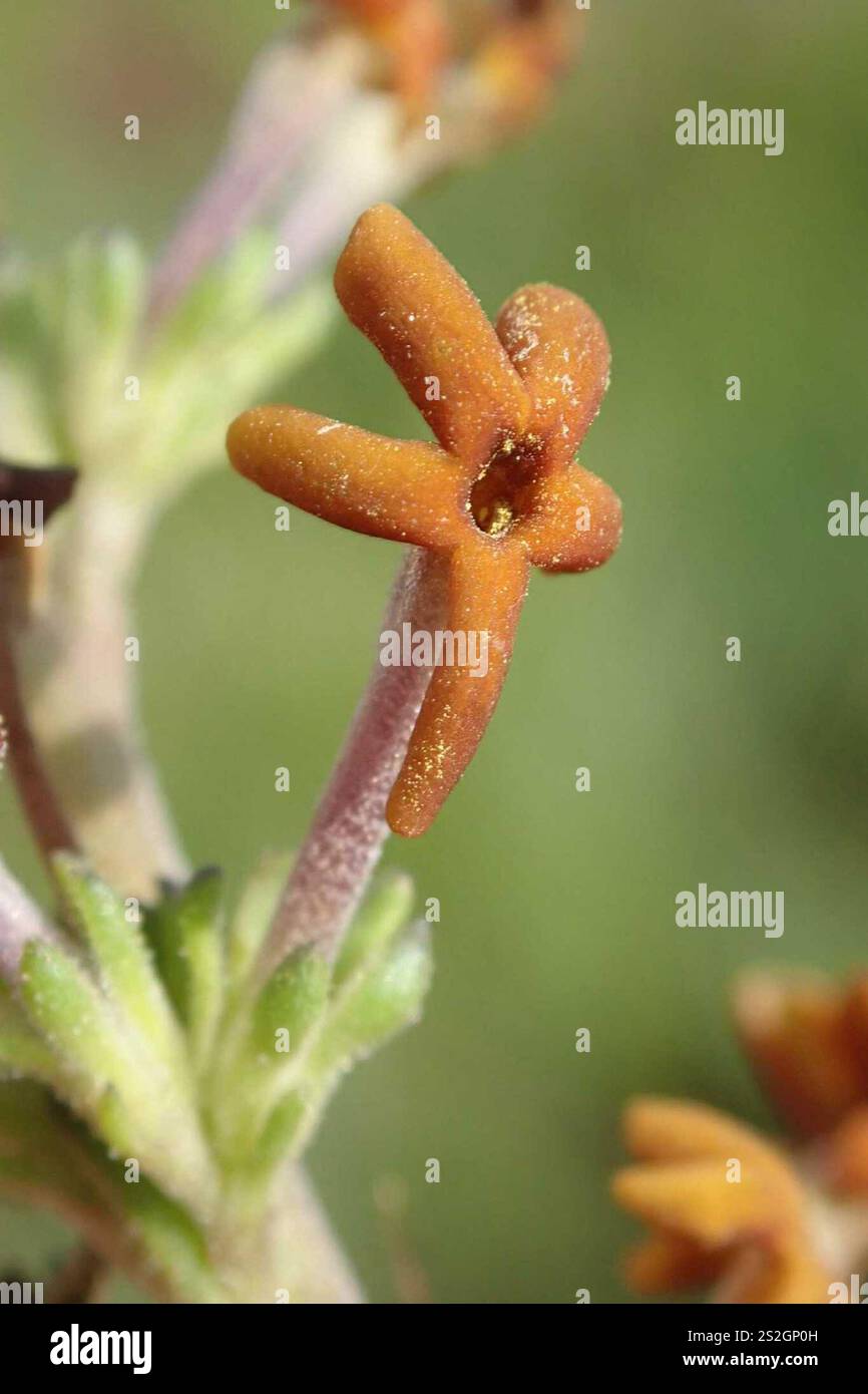 Isola Fingerflox (Manulea parviflora Stock Photo - Alamy
