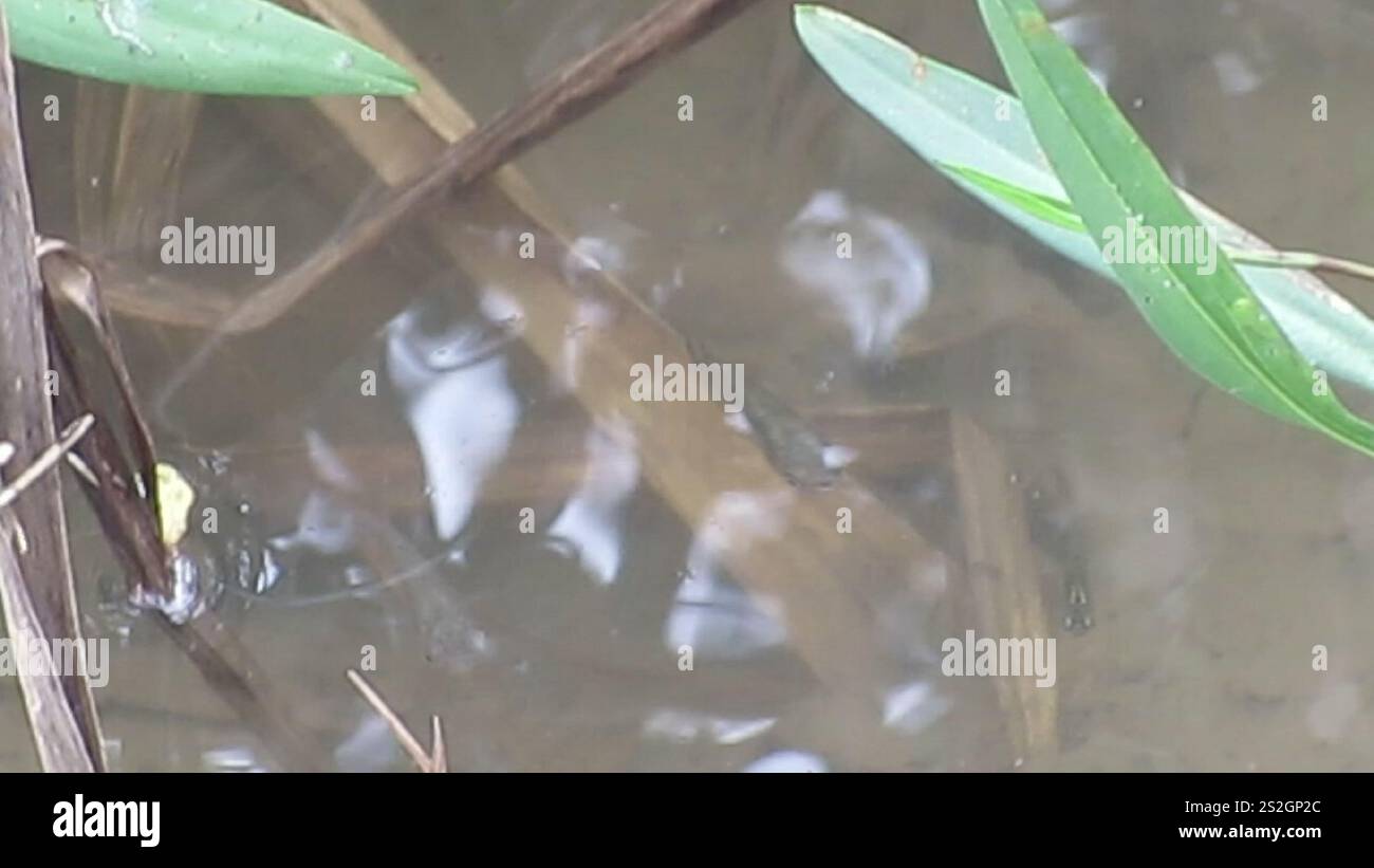 Typical Killifishes (Fundulus Stock Photo - Alamy