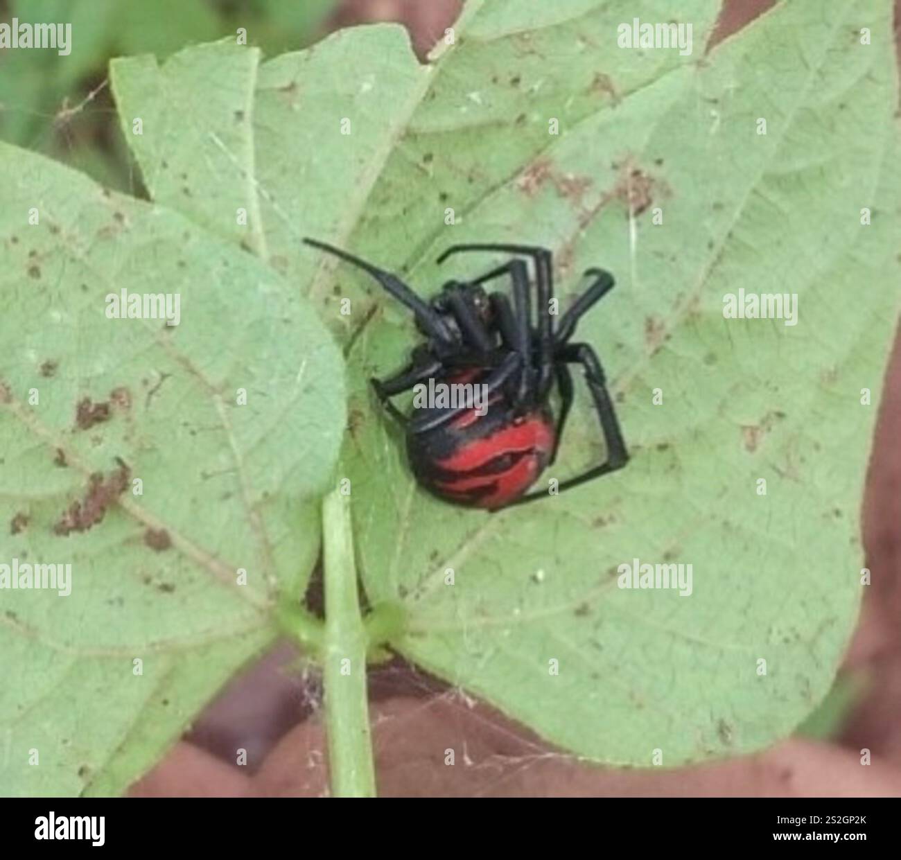 Widow Spiders (Latrodectus Stock Photo - Alamy
