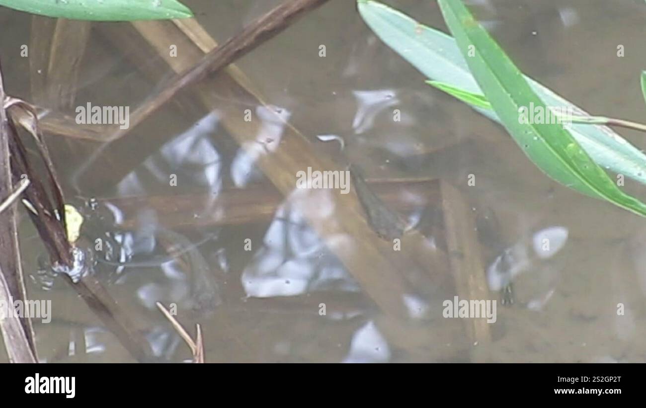 Typical Killifishes (Fundulus Stock Photo - Alamy
