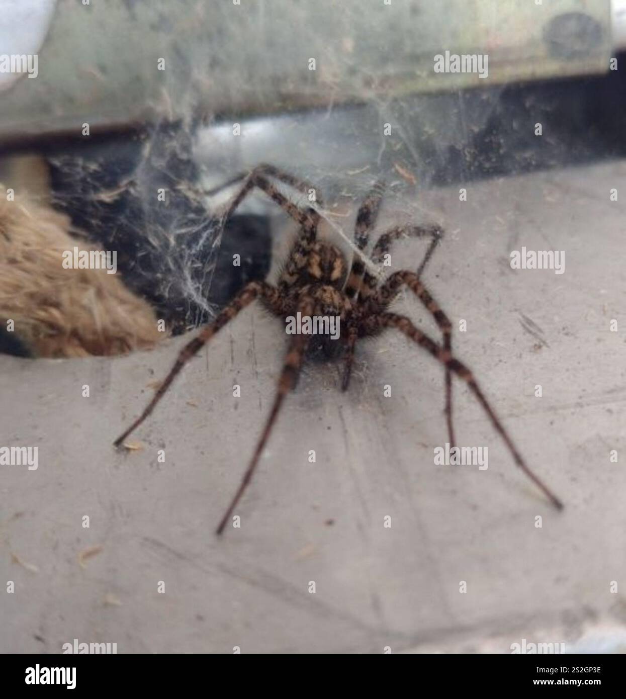 House Funnel-web Spiders (Tegenaria Stock Photo - Alamy