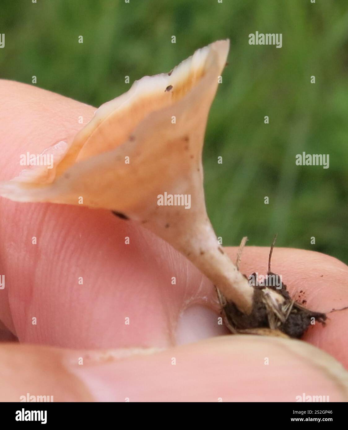 yellow stemmed micropore (Microporus xanthopus Stock Photo - Alamy