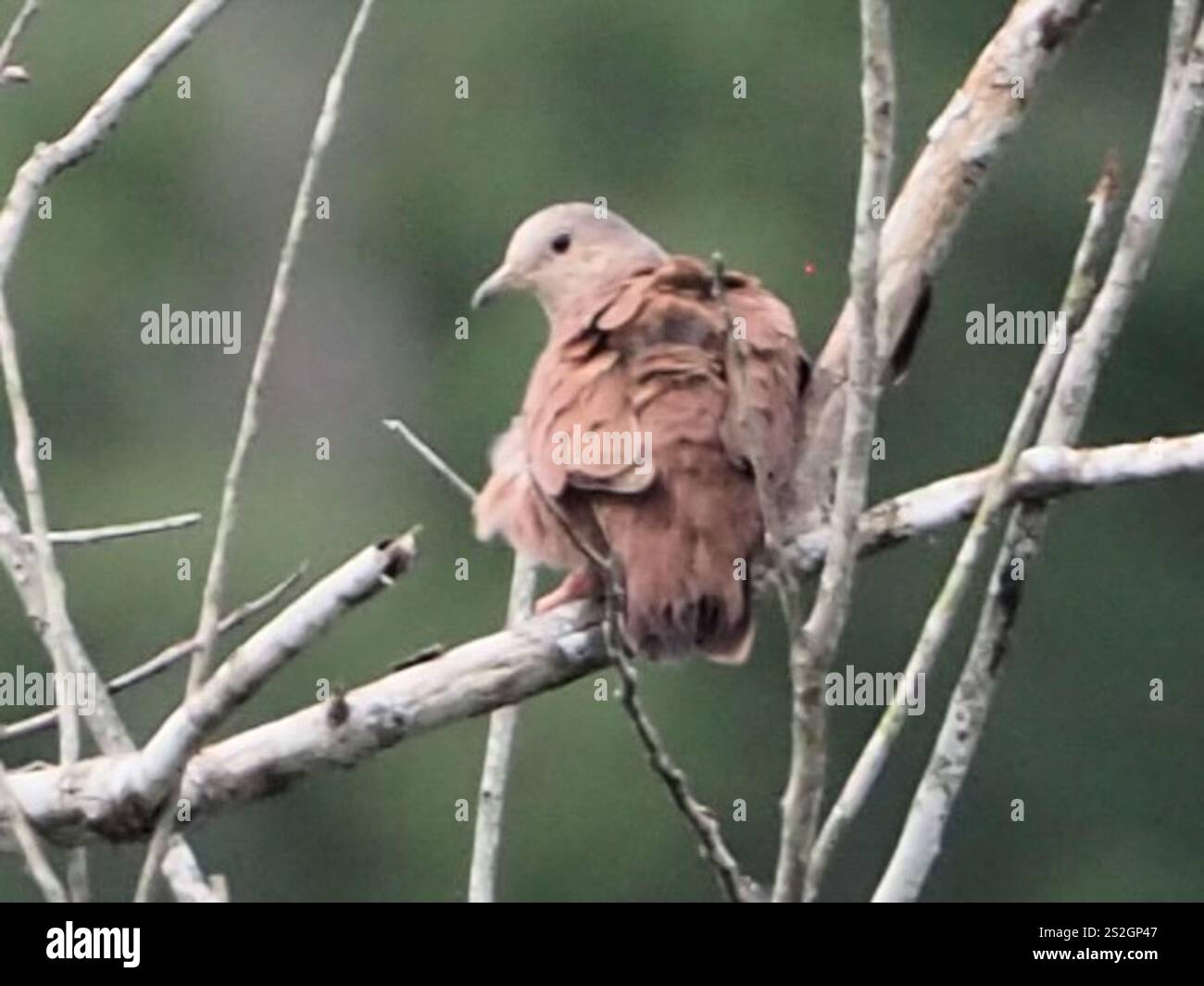 Ruddy Ground Dove (Columbina talpacoti Stock Photo - Alamy