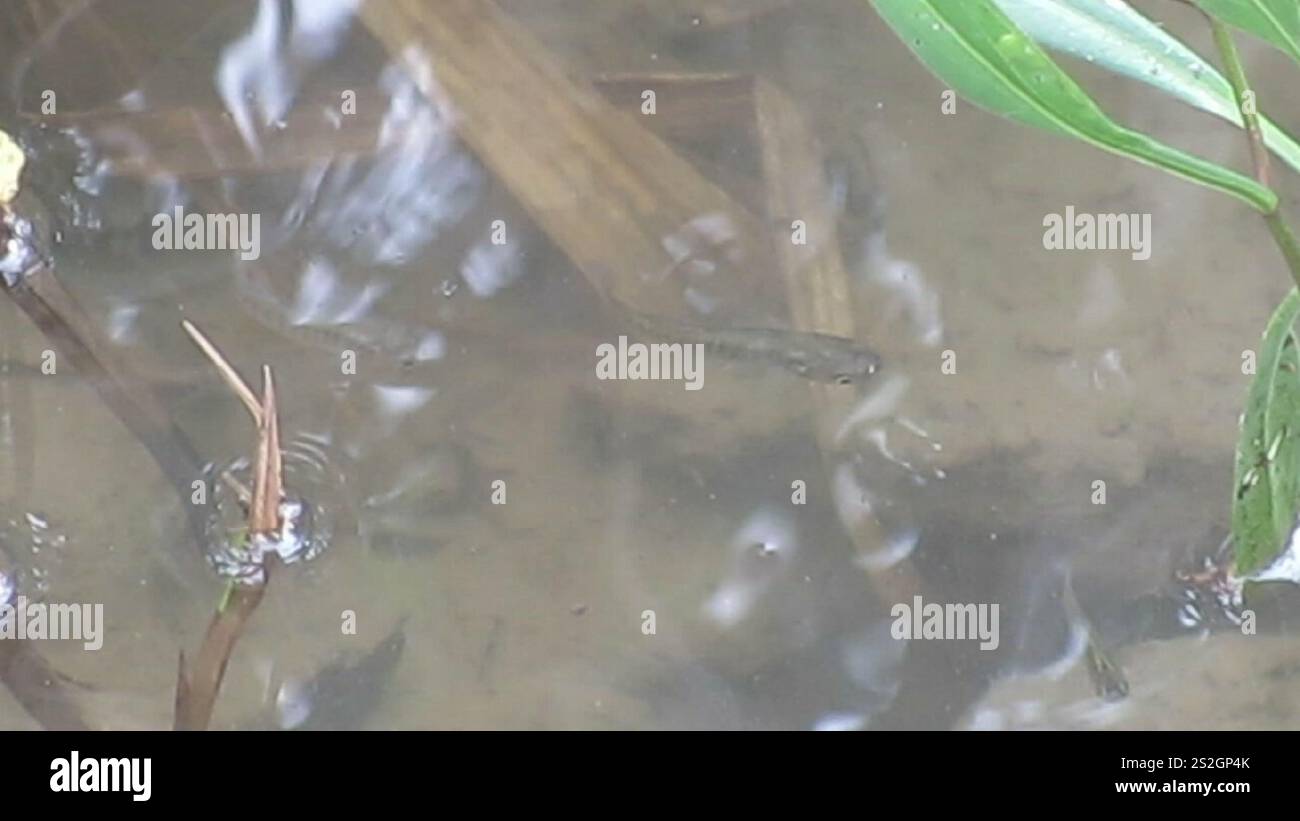 Typical Killifishes (Fundulus Stock Photo - Alamy