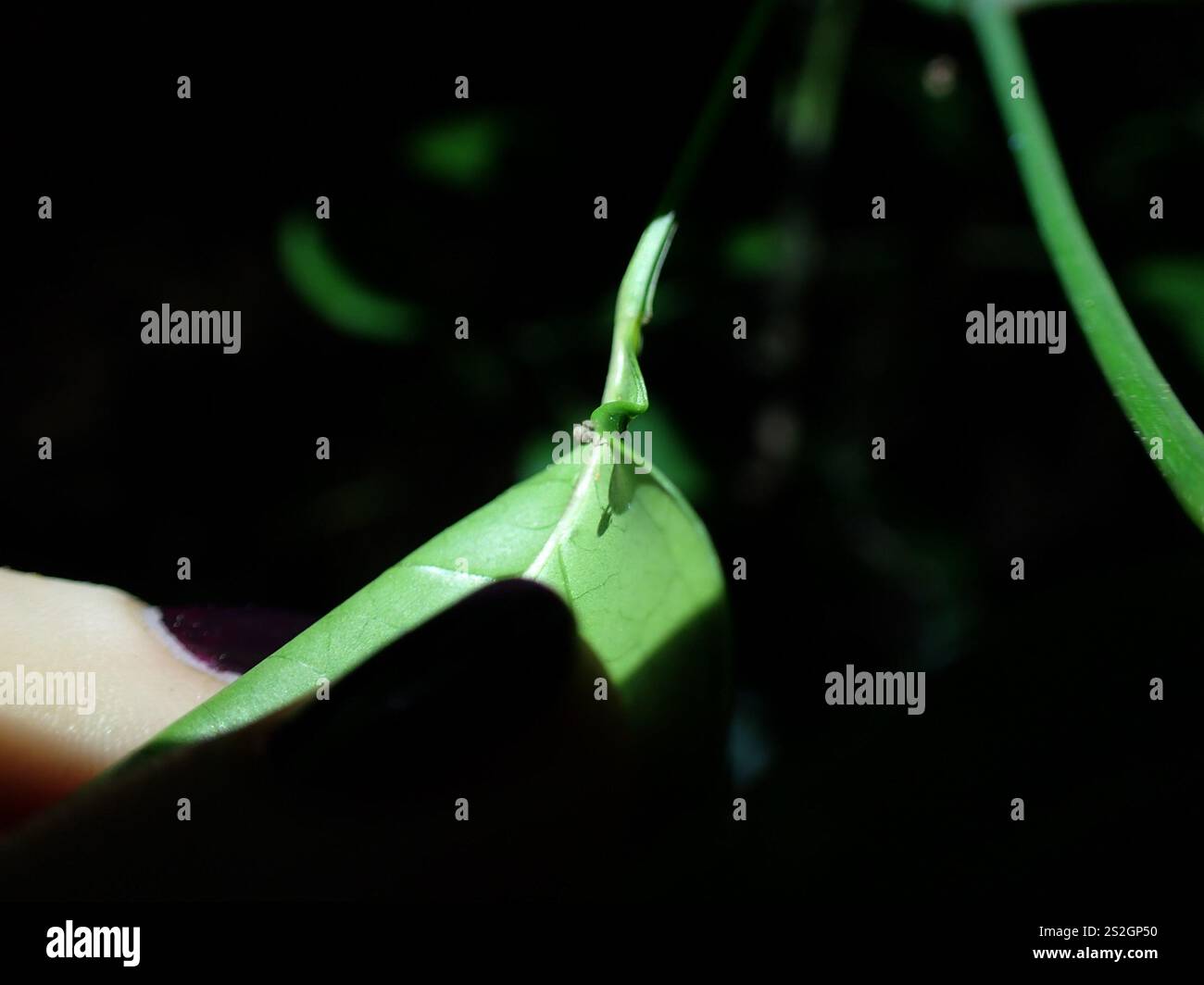 True Weevils (Curculionidae Stock Photo - Alamy