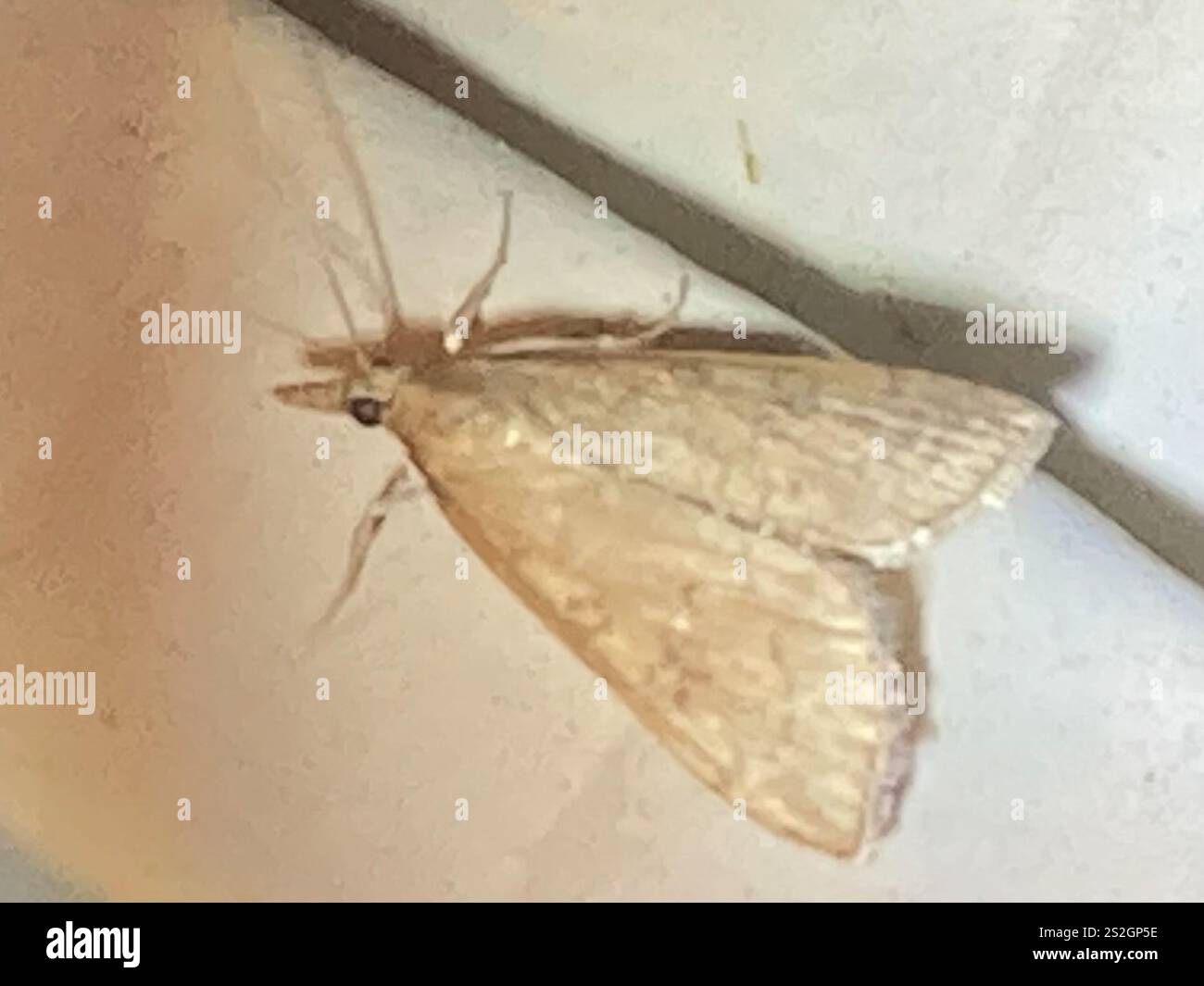 Celery Leaftier Moth (Udea rubigalis Stock Photo - Alamy