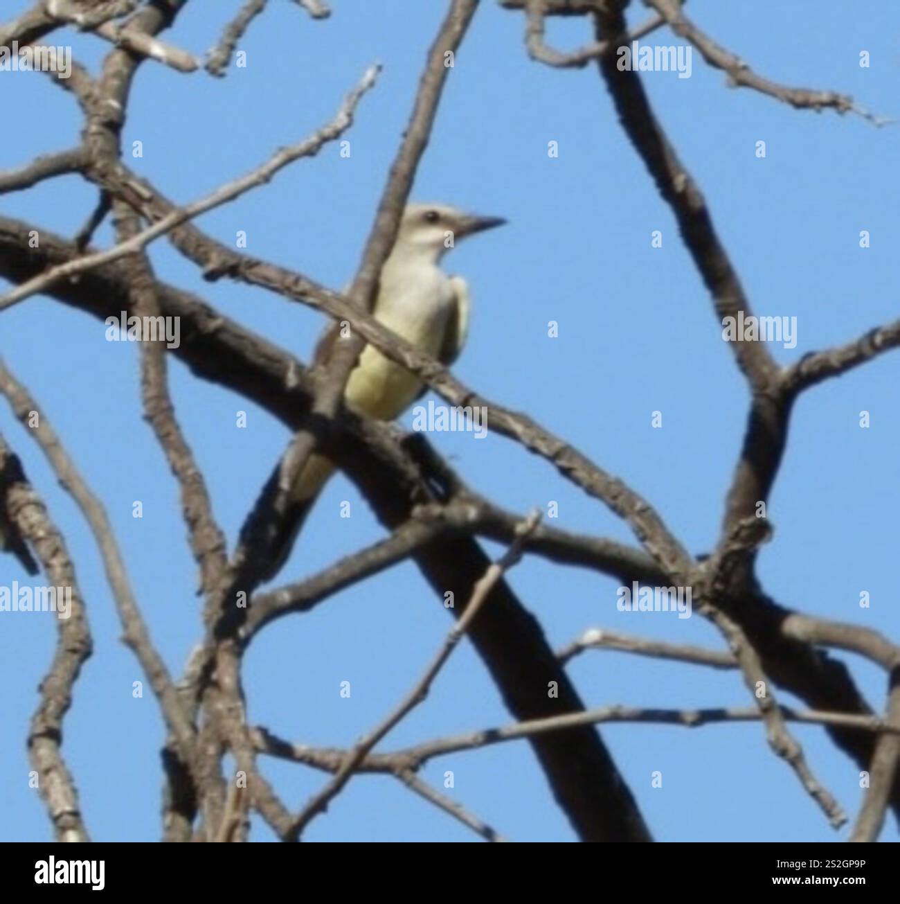 Western Kingbird (Tyrannus verticalis Stock Photo - Alamy