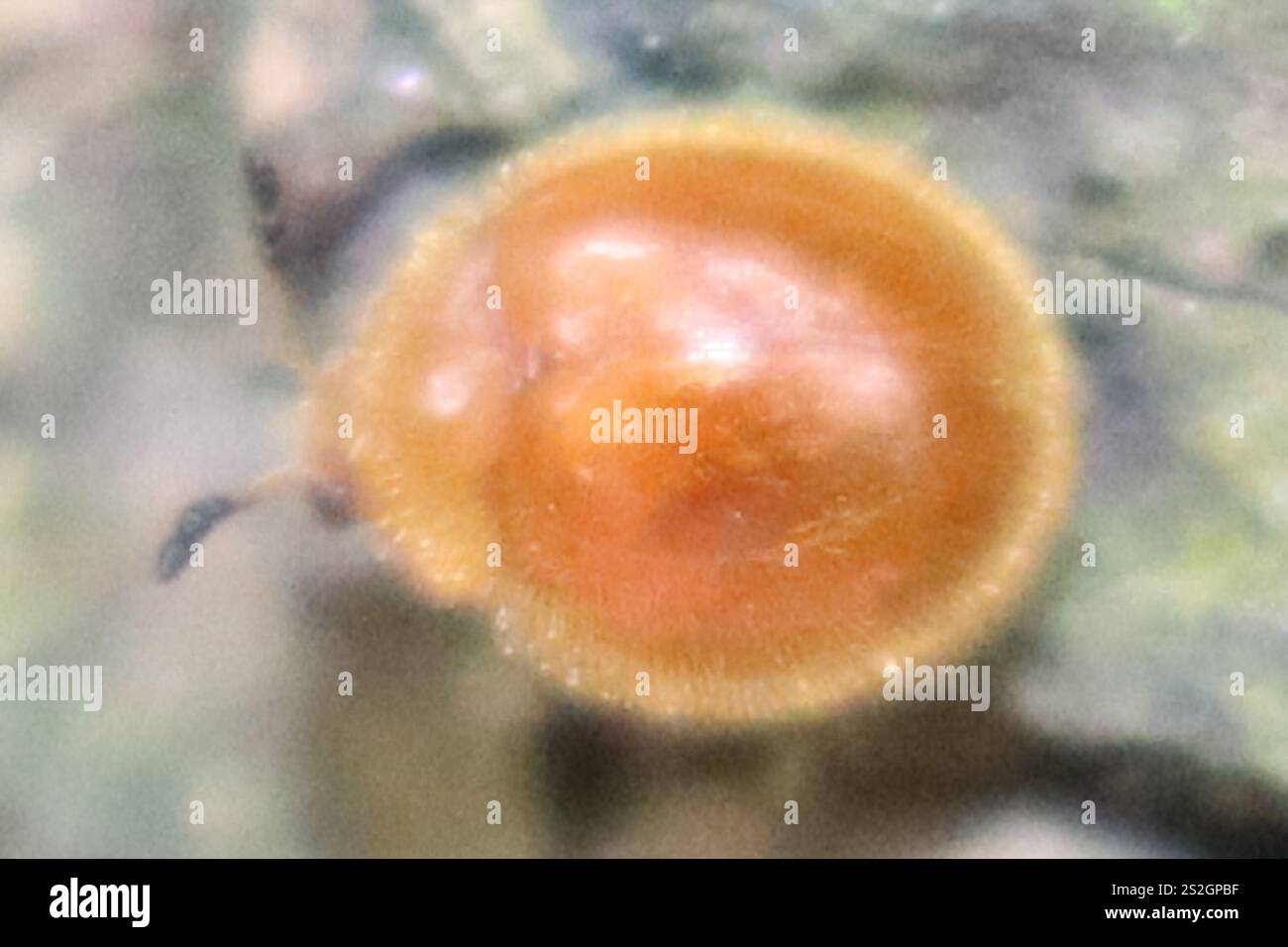 Lady, Fungus, Scavenger, and Bark Beetles (Coccinelloidea Stock Photo ...