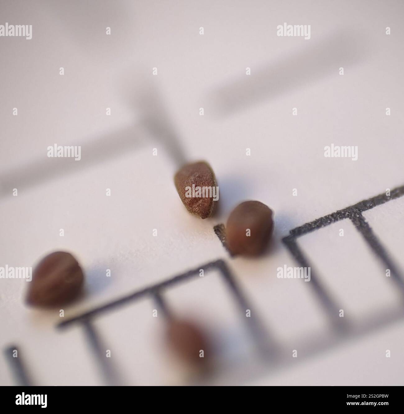 limestone sandmat (Euphorbia blodgettii Stock Photo - Alamy