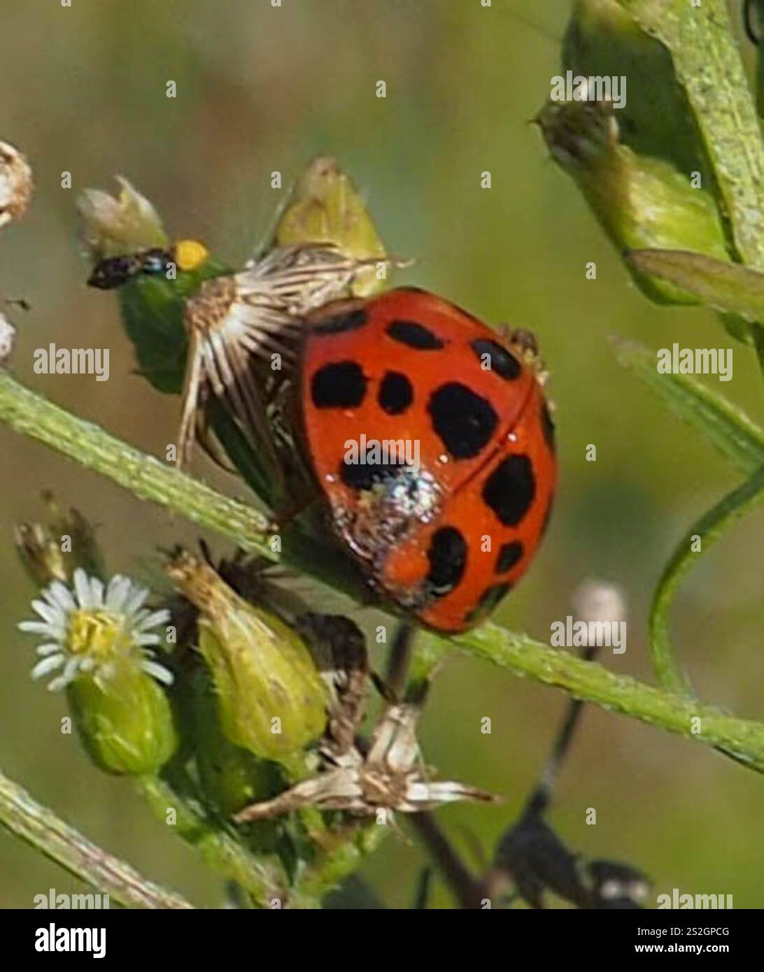 Asian Lady Beetle (Harmonia axyridis Stock Photo - Alamy