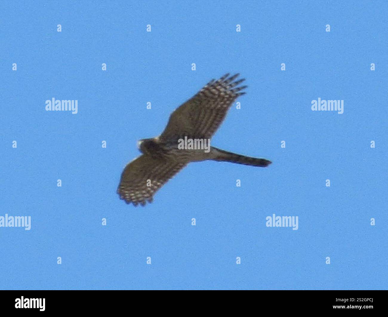 Cooper's Hawk (Astur cooperii Stock Photo - Alamy