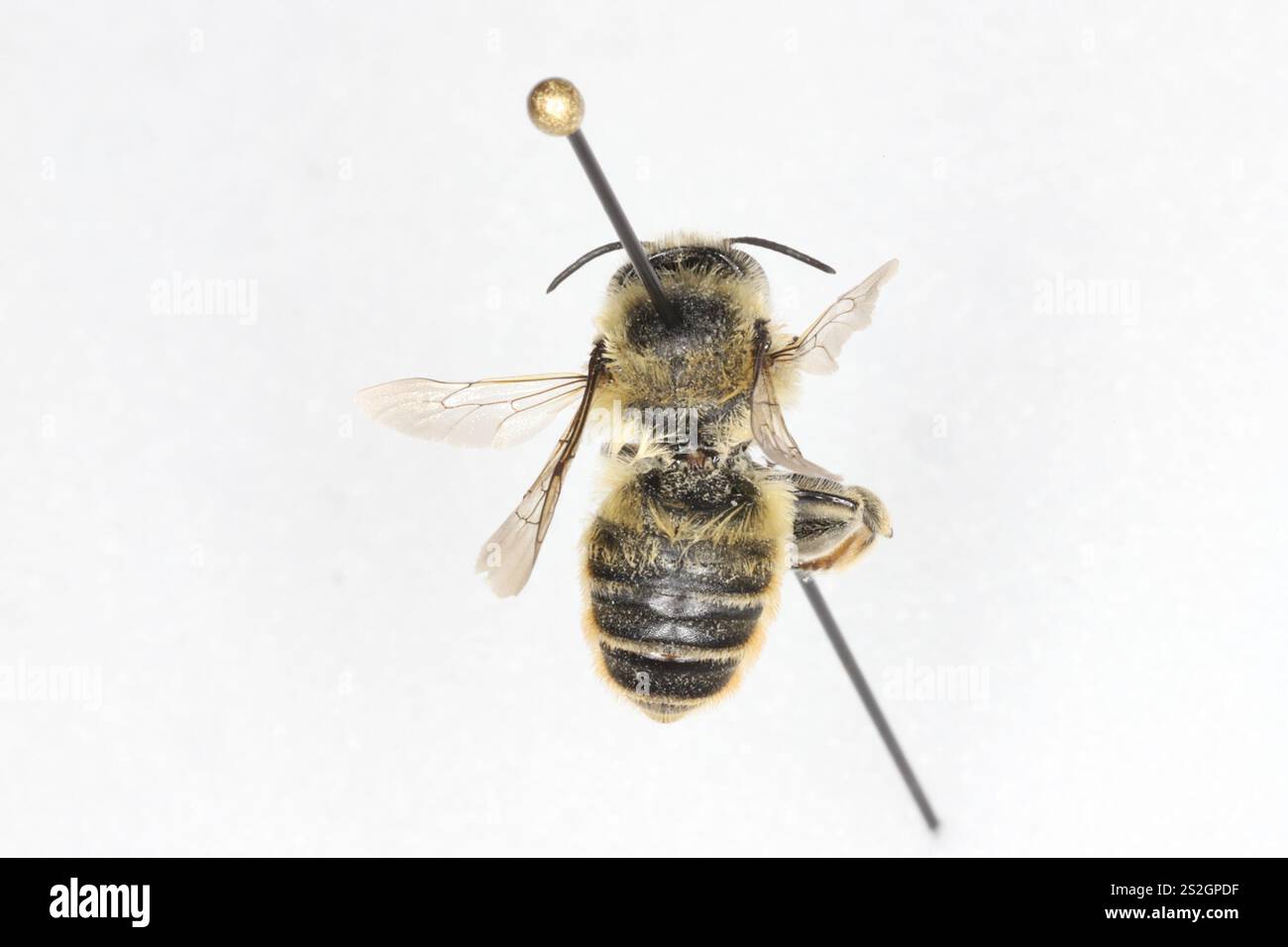 broad-handed leafcutter bee (Megachile latimanus Stock Photo - Alamy