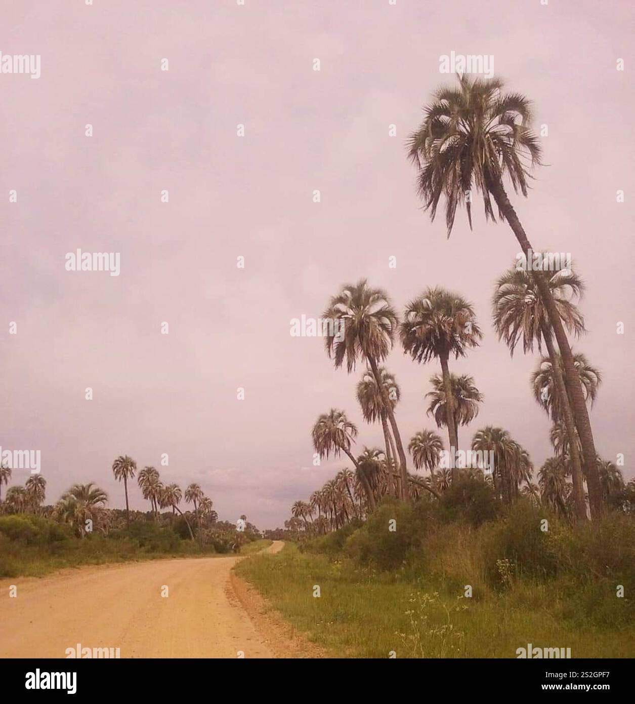 yatay palm (Butia yatay Stock Photo - Alamy