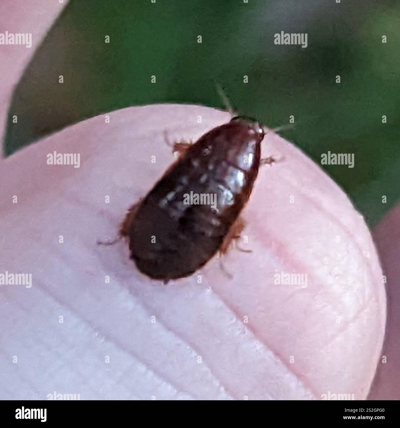 Banana Cockroach (Panchlora nivea Stock Photo - Alamy