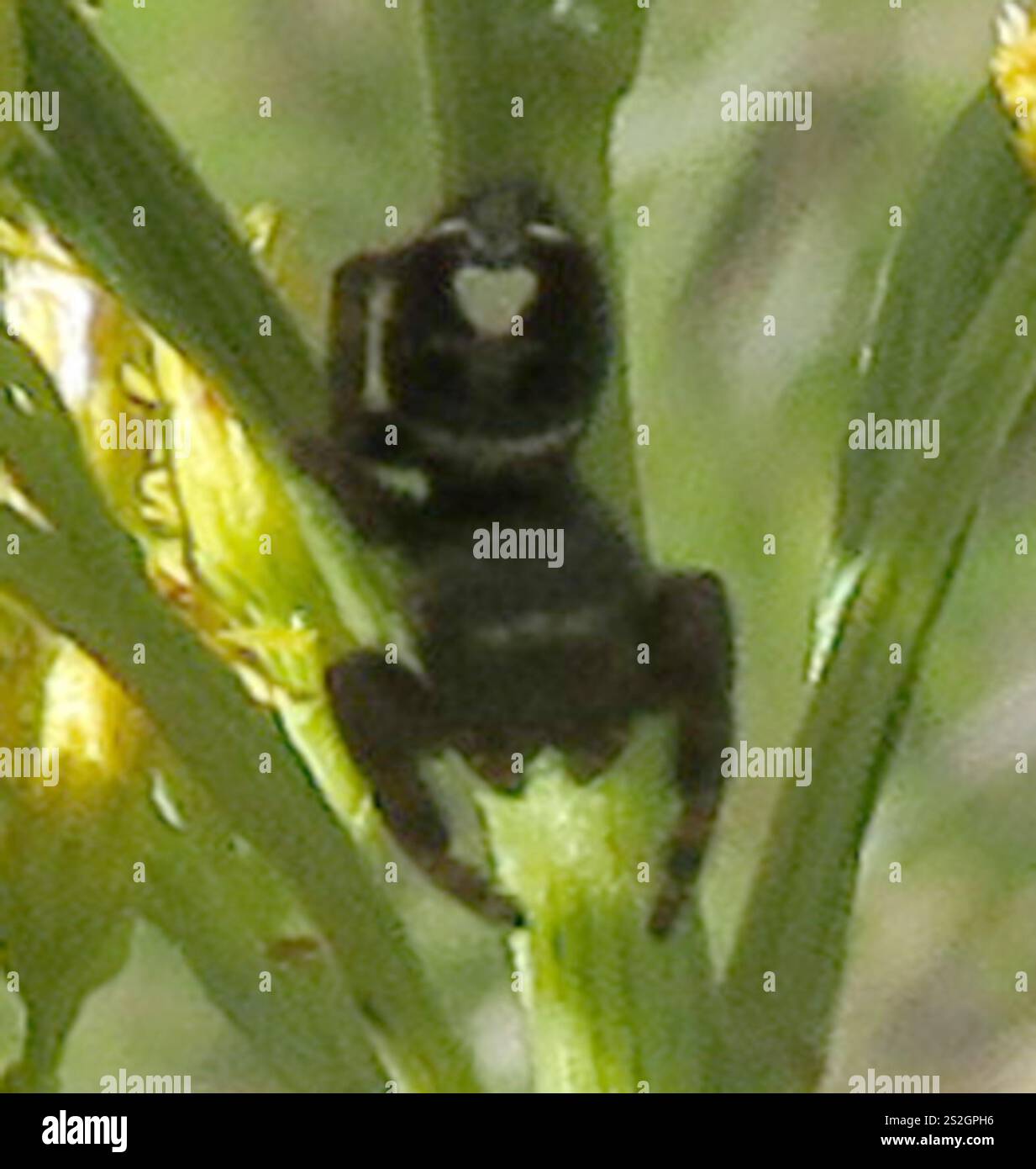 Bold Jumping Spider (Phidippus audax Stock Photo - Alamy
