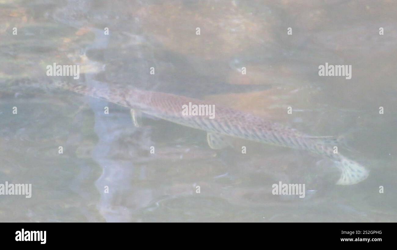 Florida Gar (Lepisosteus platyrhincus Stock Photo - Alamy