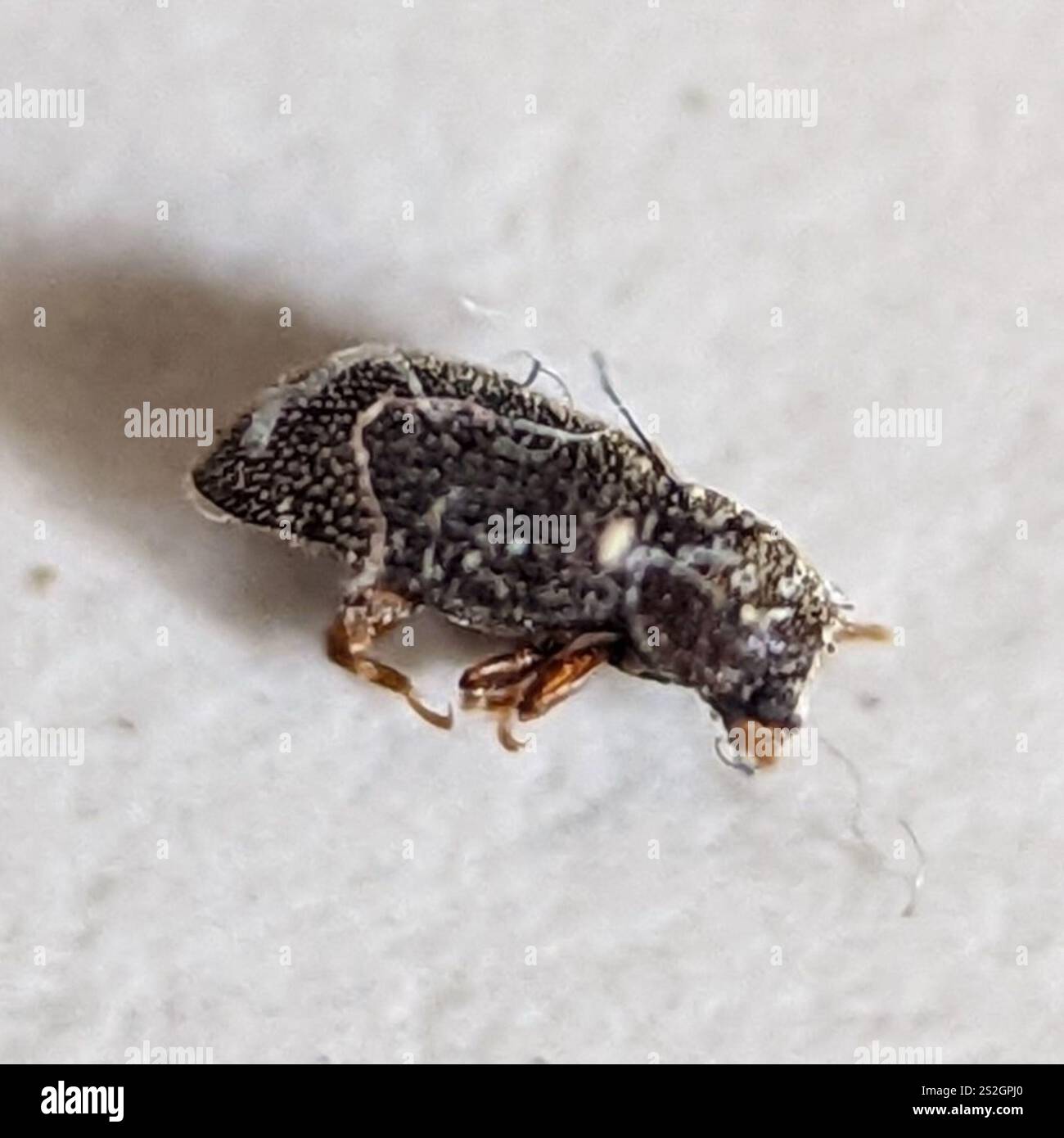 Cucujiform Beetles (Cucujiformia Stock Photo - Alamy