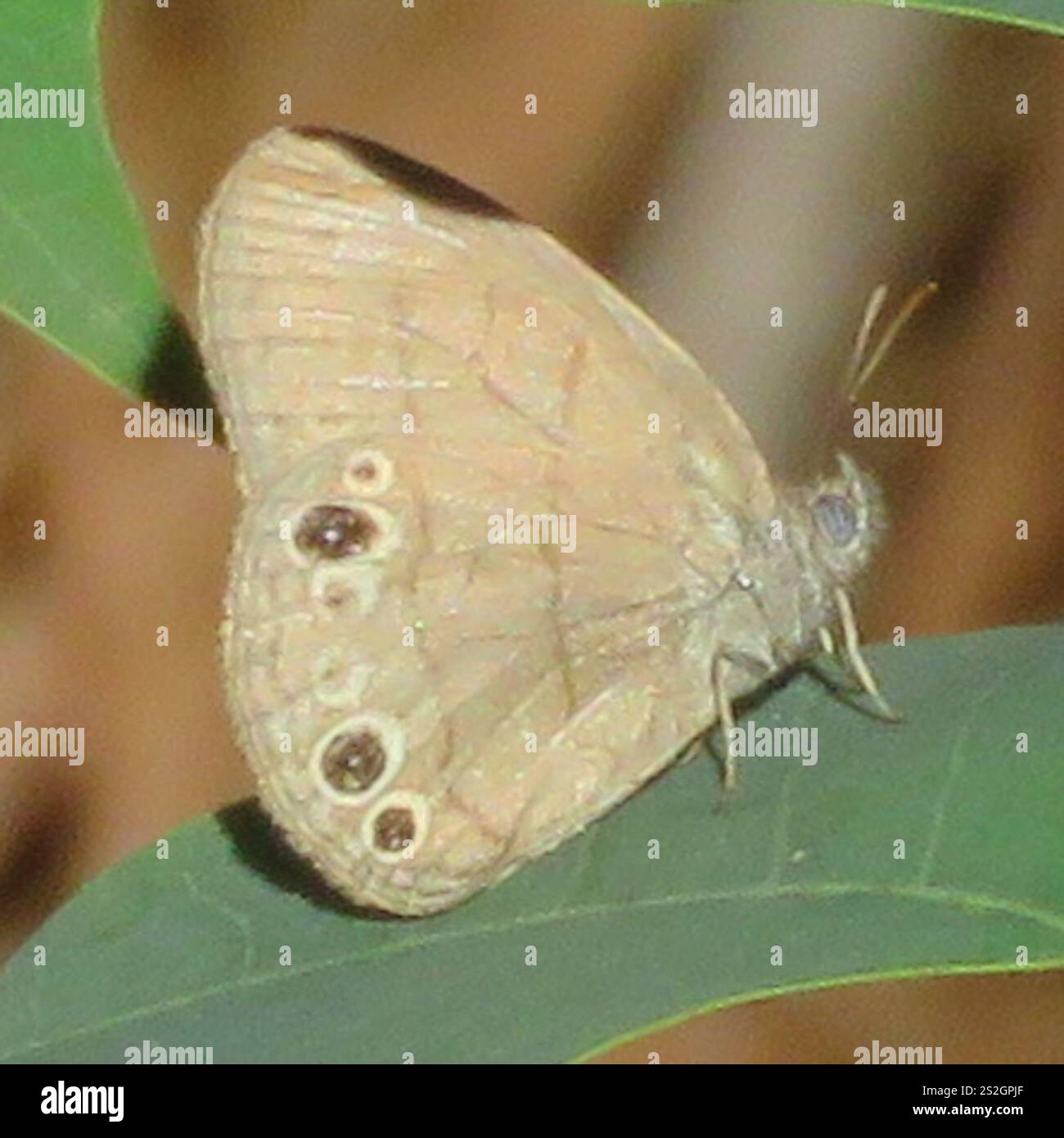 Carolina Satyr (Hermeuptychia sosybius Stock Photo - Alamy
