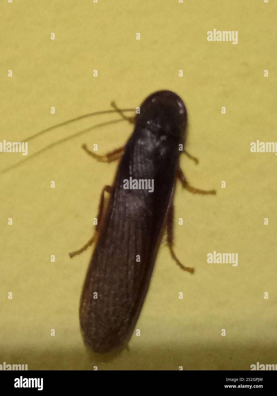 Cockroaches and Termites (Blattodea Stock Photo - Alamy