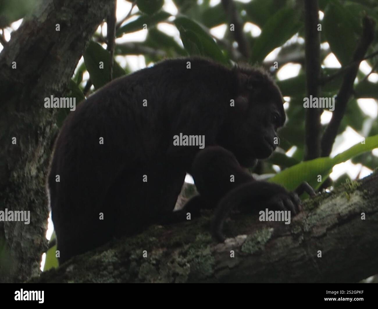 Mantled Howler Monkey (Alouatta palliata Stock Photo - Alamy