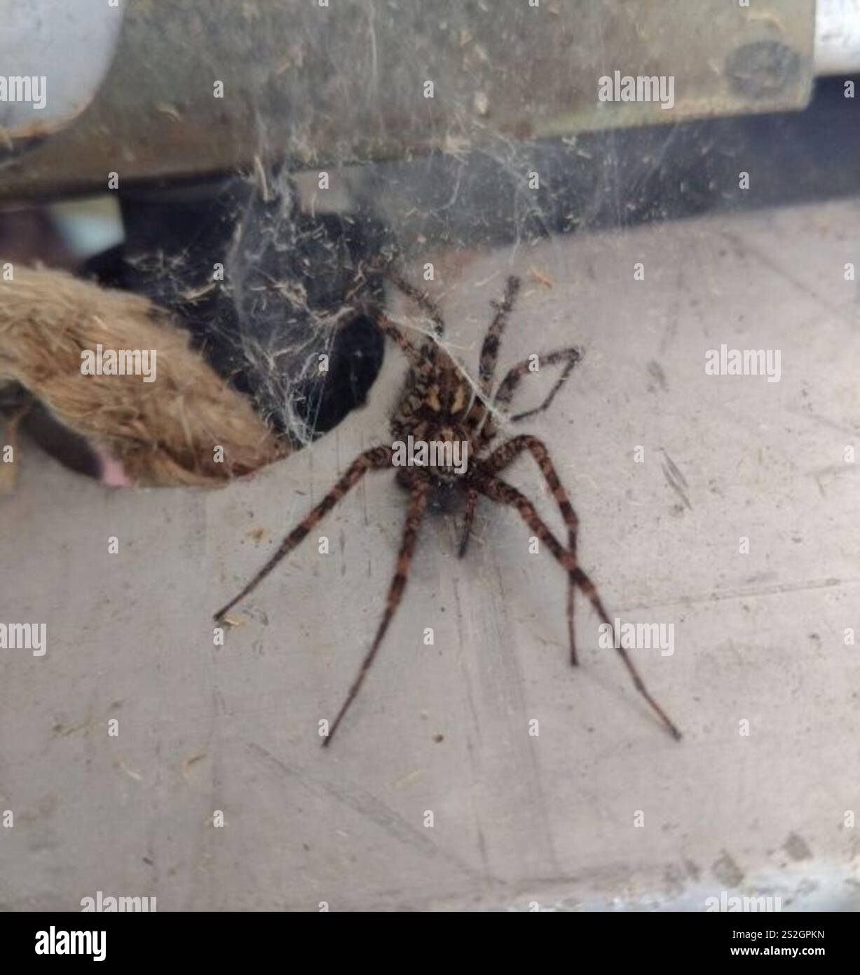 House Funnel-web Spiders (Tegenaria Stock Photo - Alamy