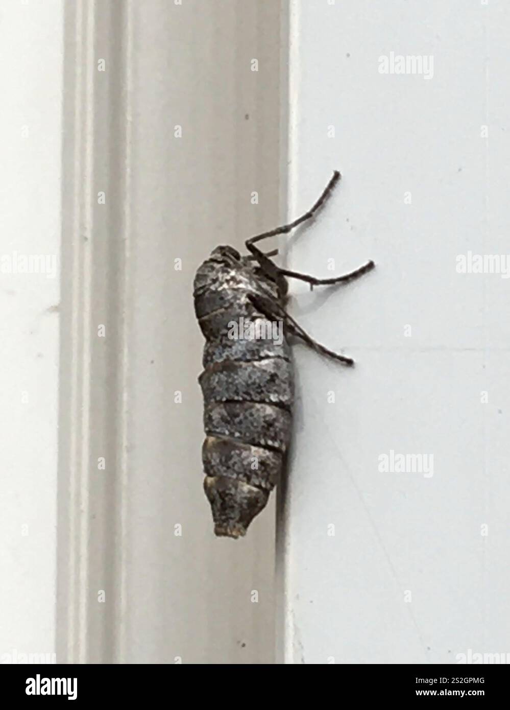 Fall Cankerworm Moth (Alsophila pometaria Stock Photo - Alamy