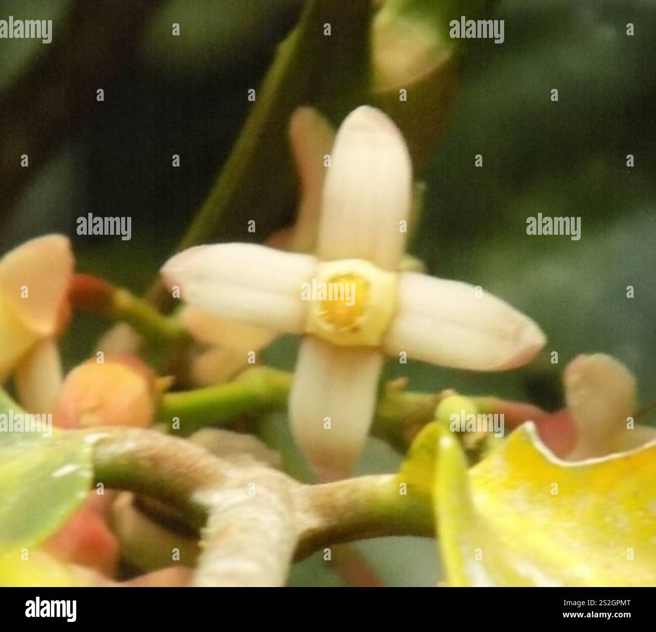 American muskwood (Guarea guidonia Stock Photo - Alamy