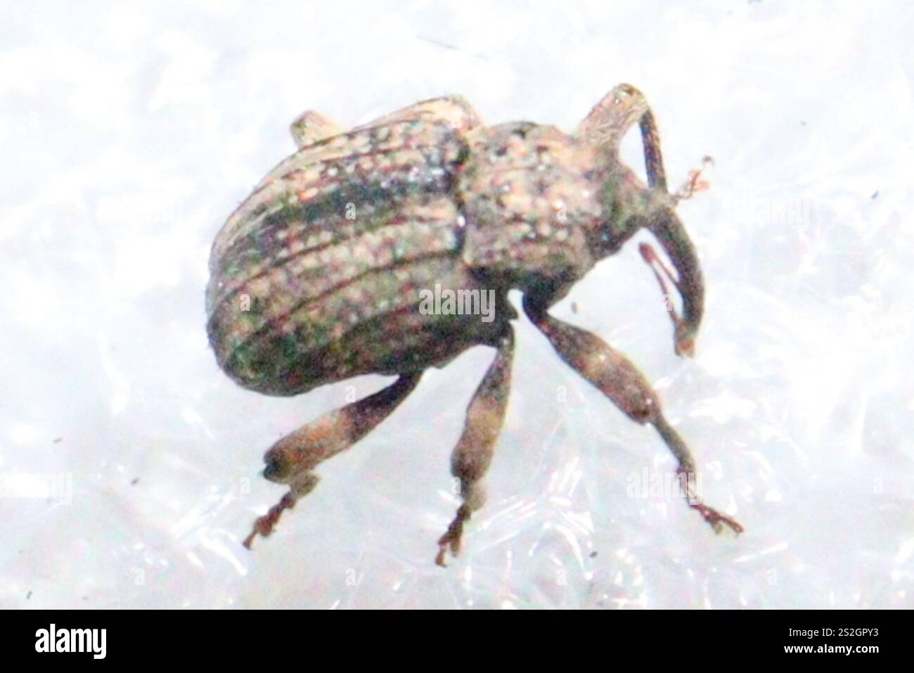 True Weevils (Curculionidae Stock Photo - Alamy
