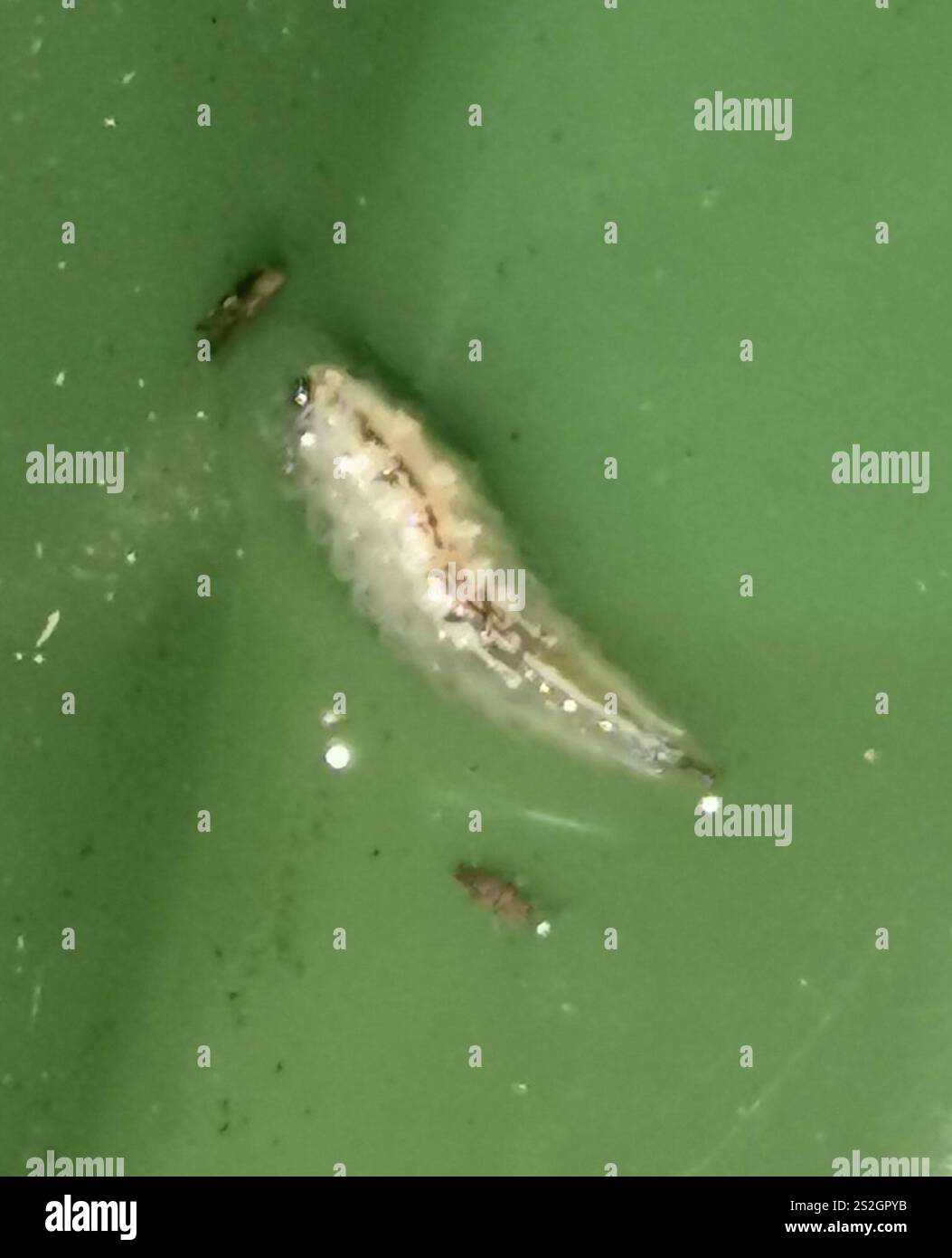 Typical Hover Flies (Syrphinae Stock Photo - Alamy