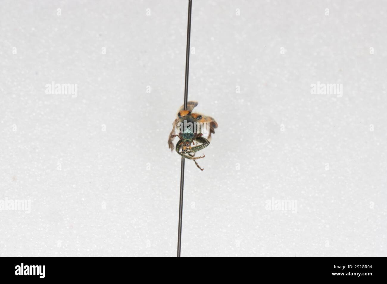 Red-blue Checkered Beetle (Trichodes nuttalli Stock Photo - Alamy