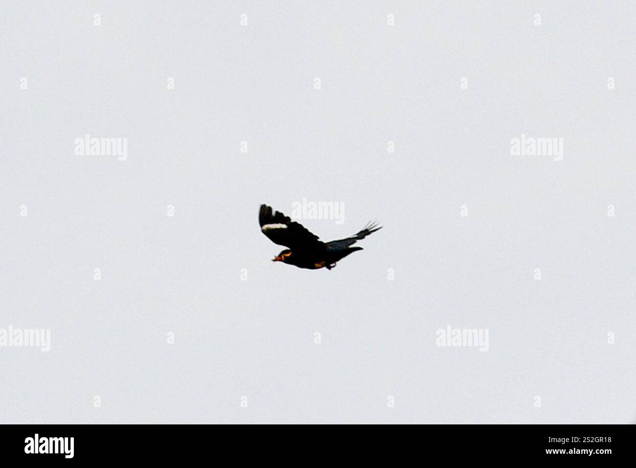 Common Hill Myna (Gracula religiosa Stock Photo - Alamy