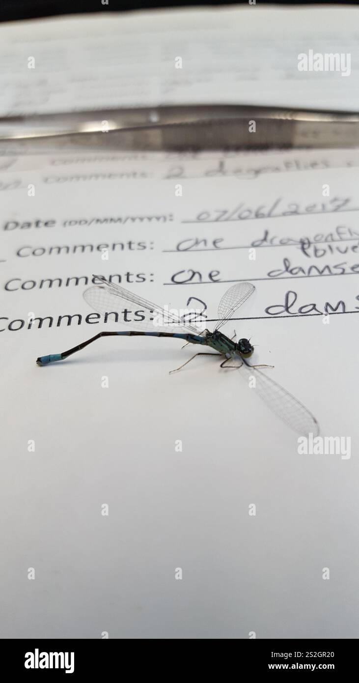 Narrow-winged Damselflies (Coenagrionidae Stock Photo - Alamy
