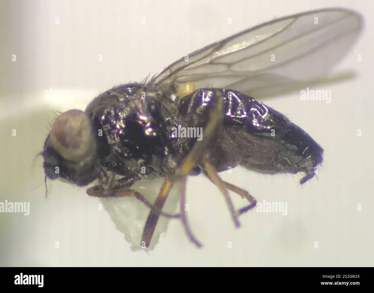 Frit Flies (Chloropidae Stock Photo - Alamy