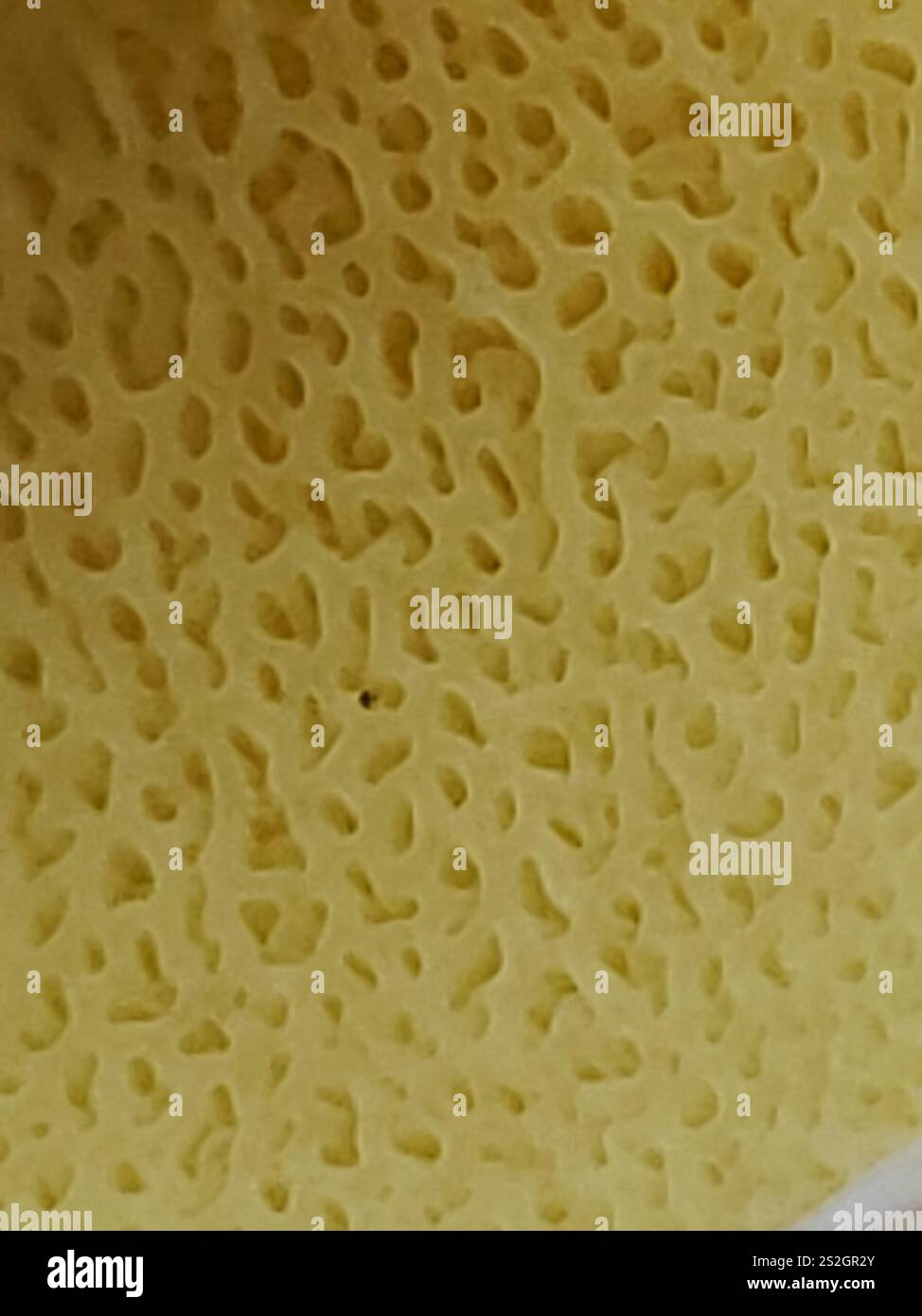 Western Painted Suillus (Suillus lakei Stock Photo - Alamy