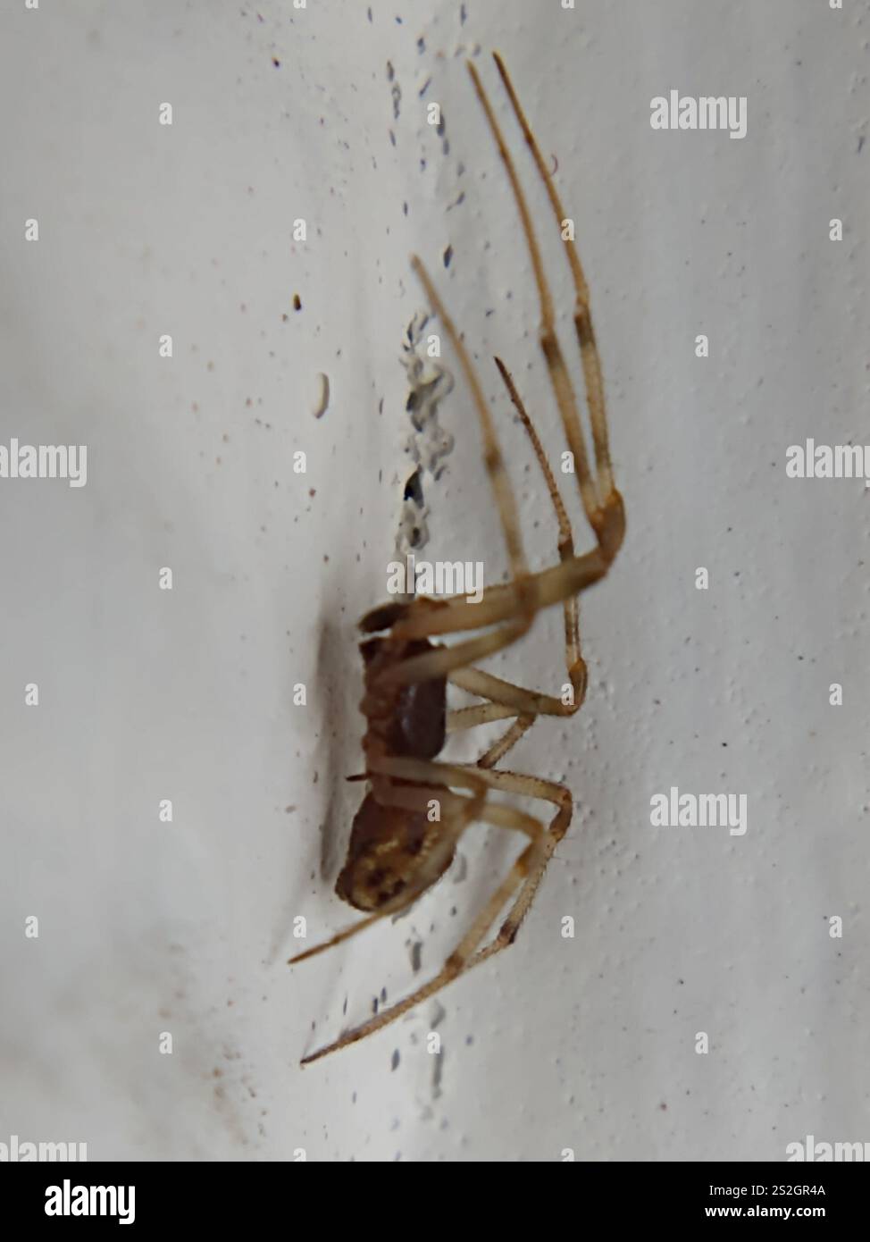 Triangulate Combfoot (Steatoda triangulosa Stock Photo - Alamy