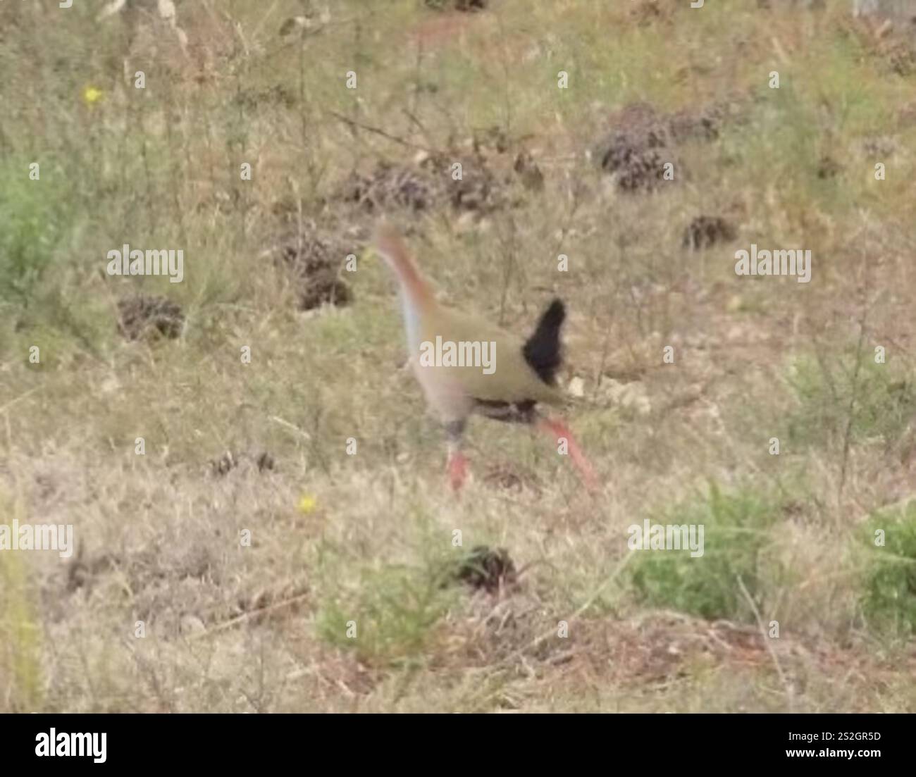 Giant Wood-Rail (Aramides ypecaha Stock Photo - Alamy