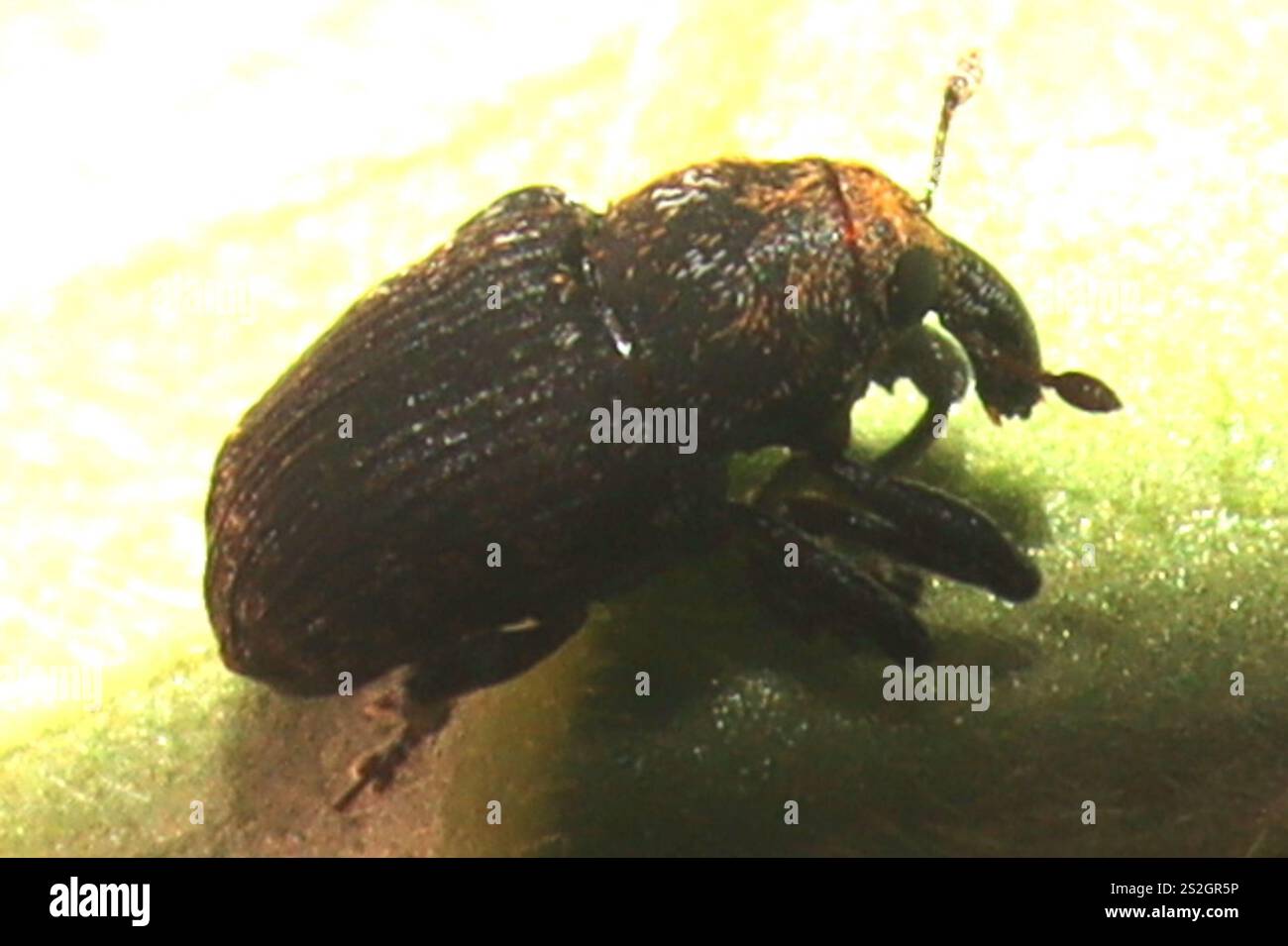 True Weevils (Curculionidae Stock Photo - Alamy