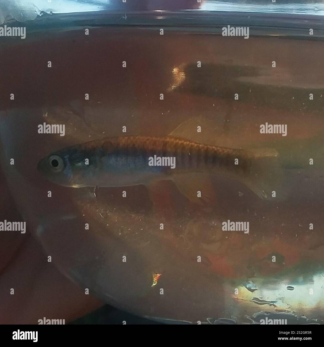 Mummichog hi-res stock photography and images - Alamy